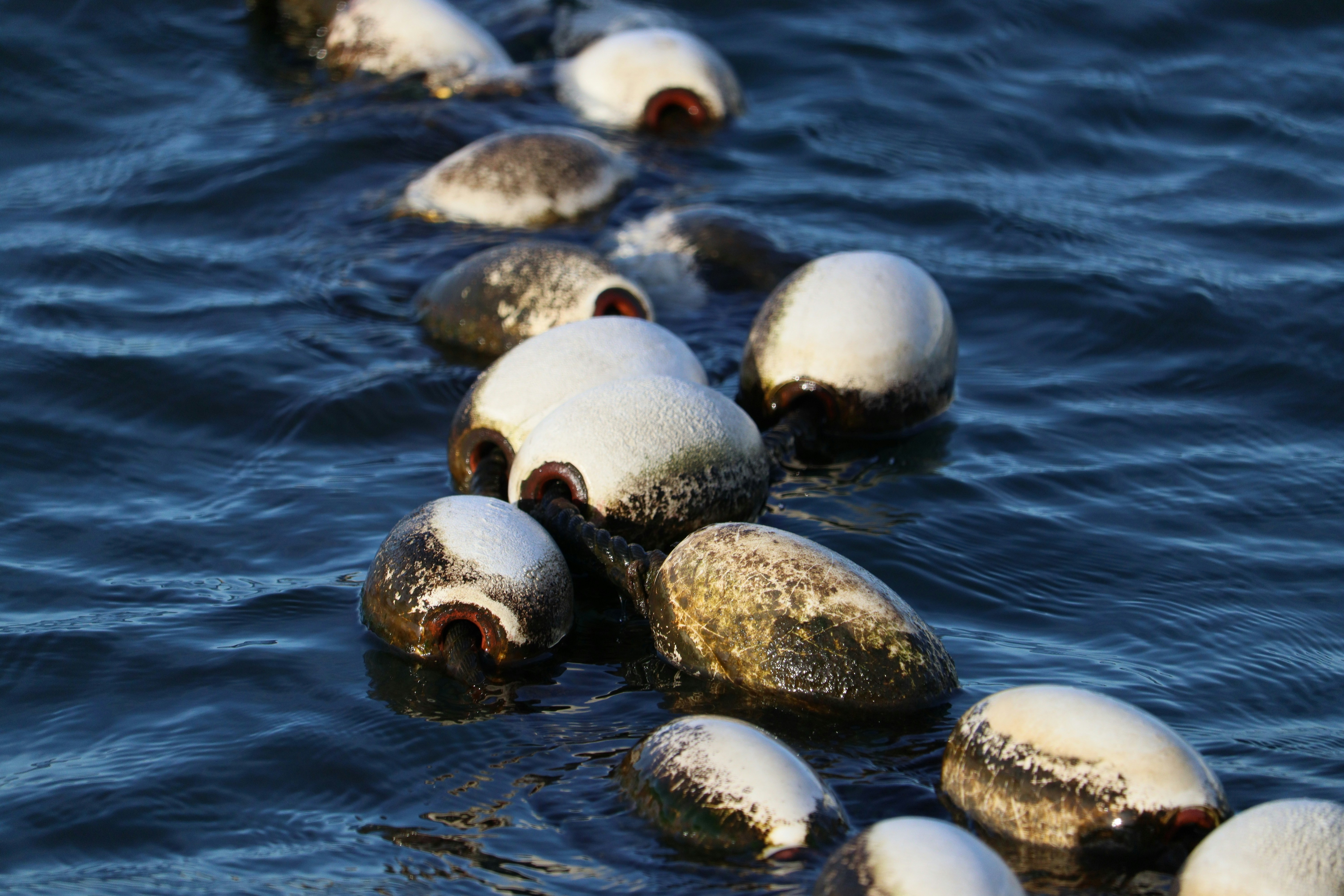 Weathered Buoys Drifting Along Cobalt Ripples