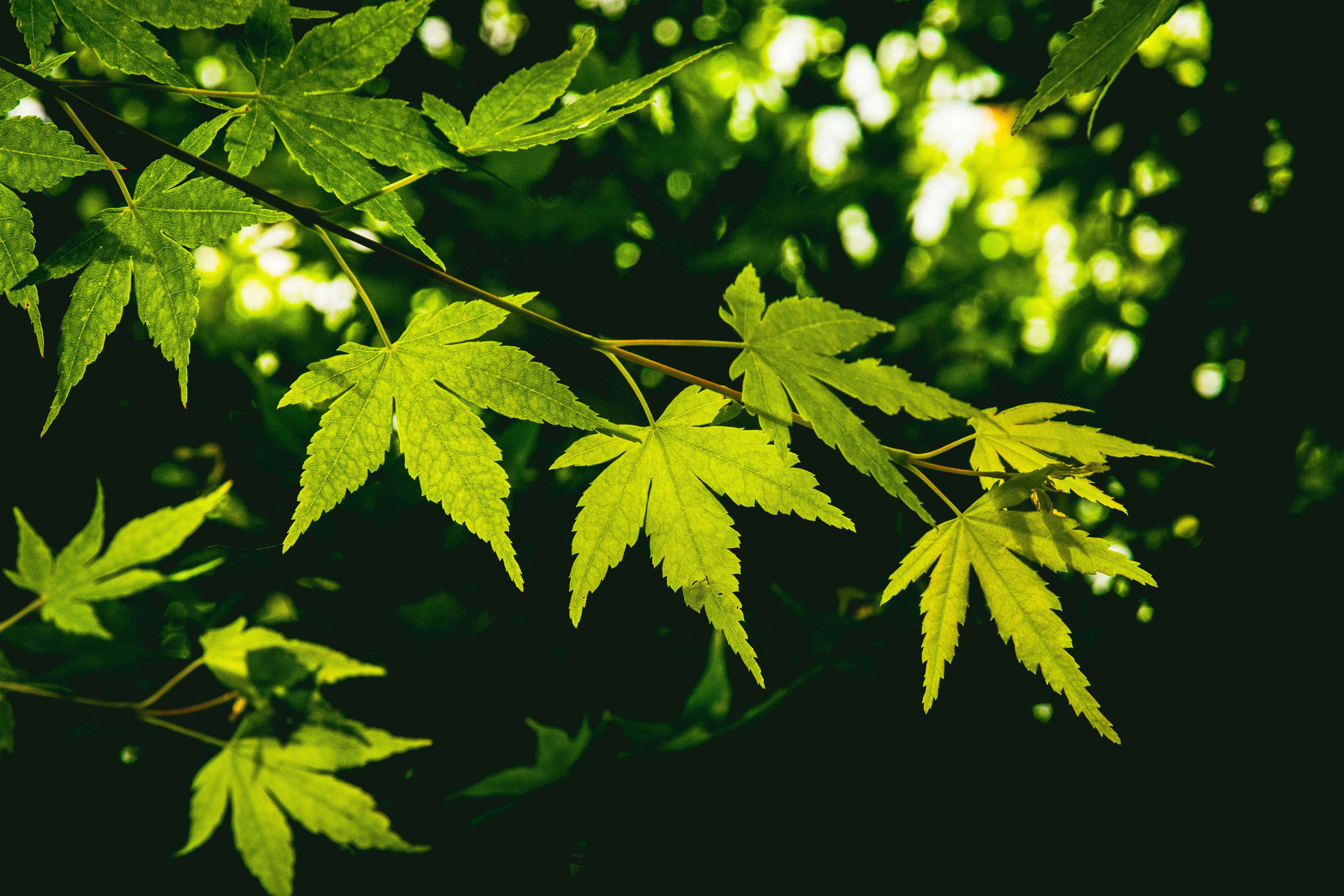 500+ Maple Leaf Pictures [HD] | Download Free Images on Unsplash