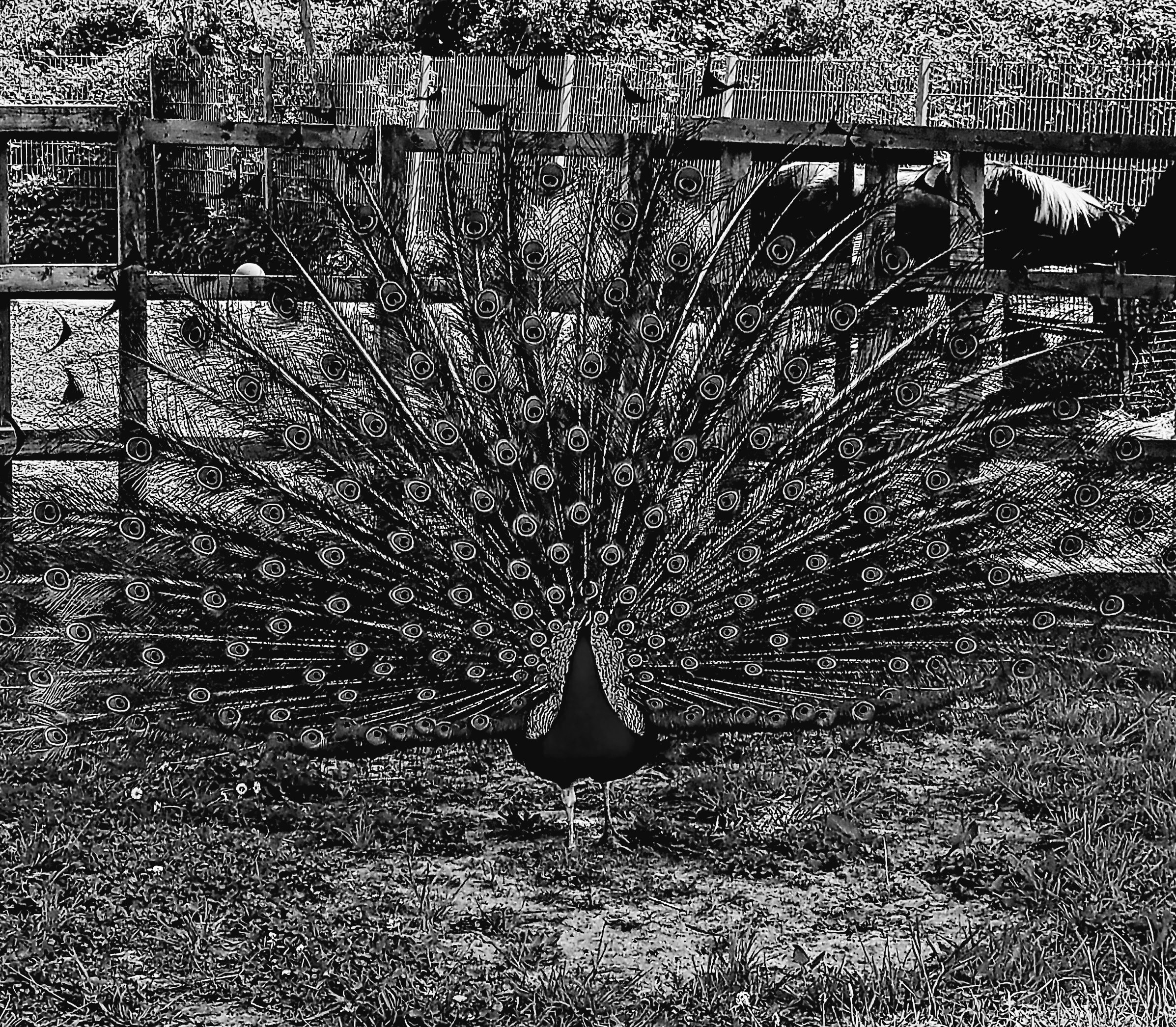 Monochrome Peacock in Full Fan Amid Rustic Yard