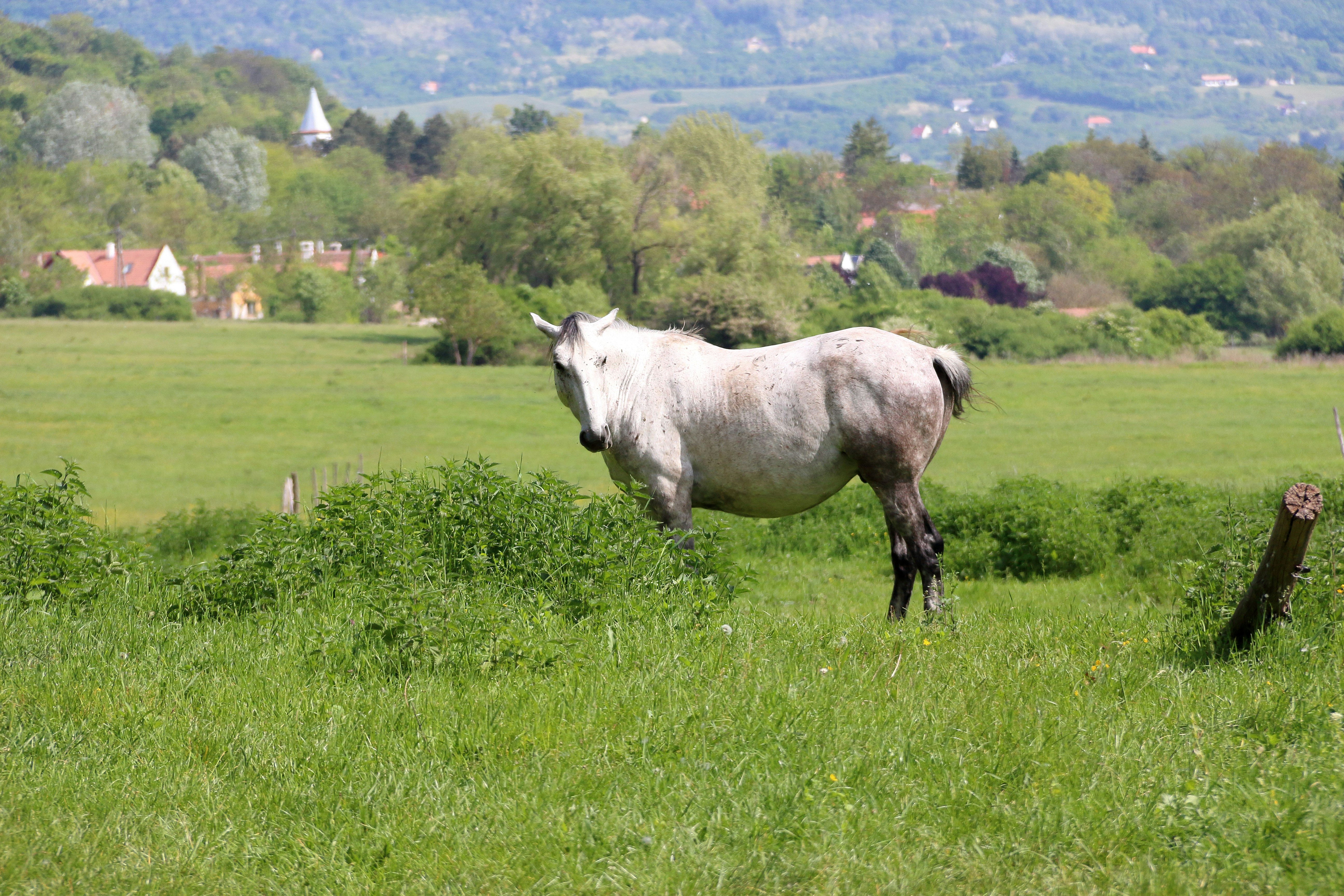 Photo by Timi Gaier with Canon EOS 650D