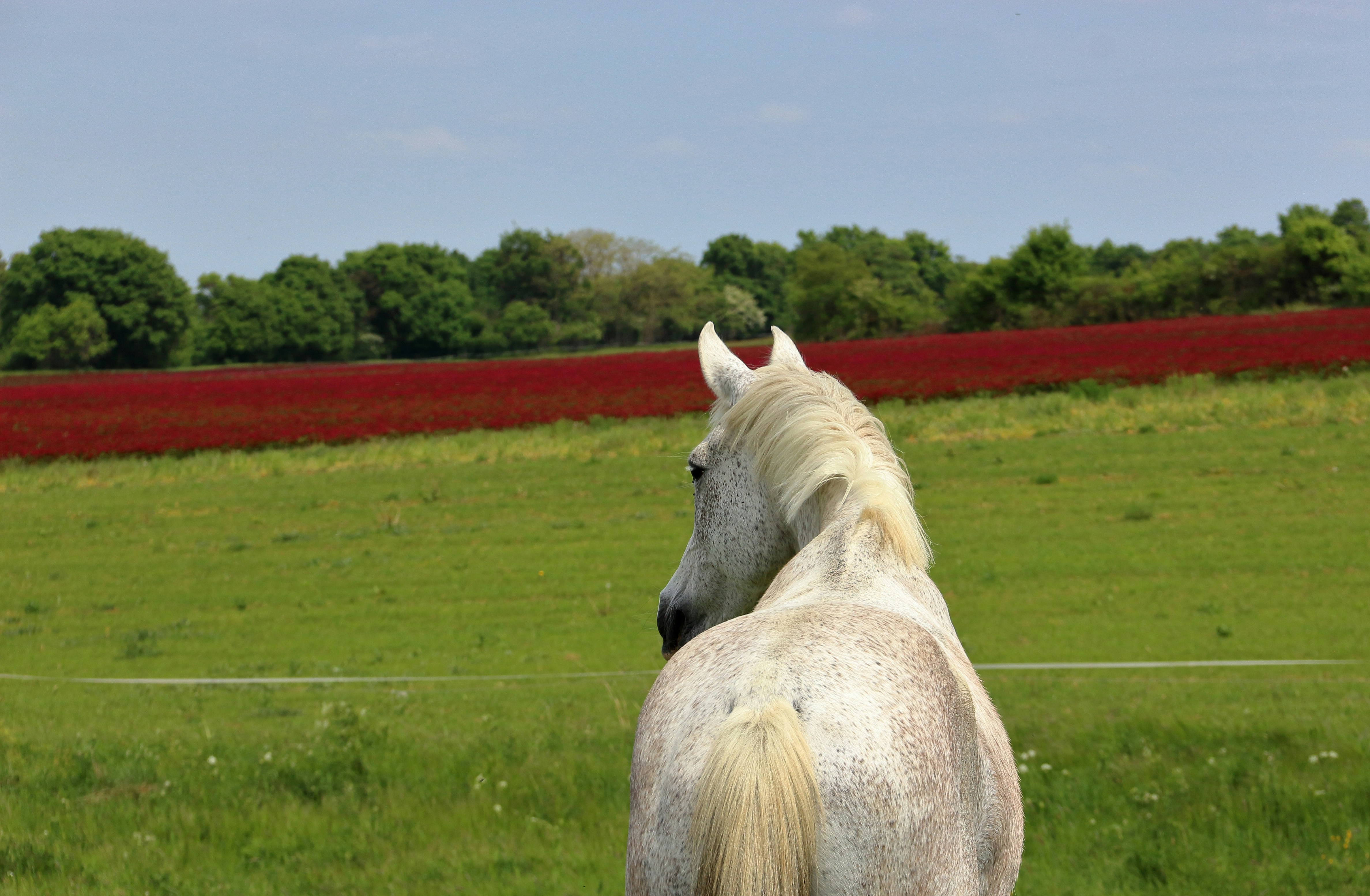 Crimson Horizon, White Steed: A Quiet Postcard in a Summer Field