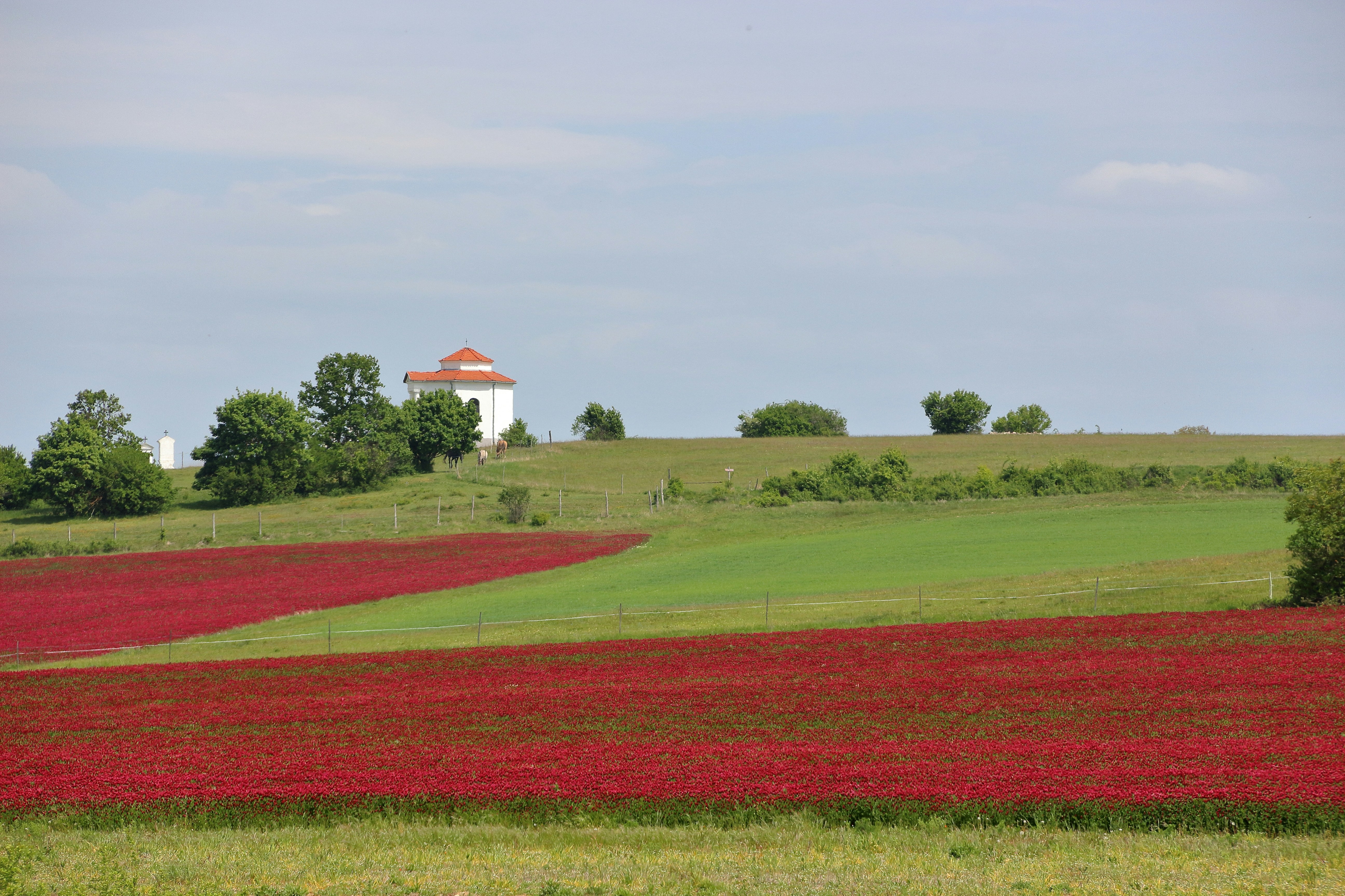 Crimson Fields Meet a Hilltop White Chapel