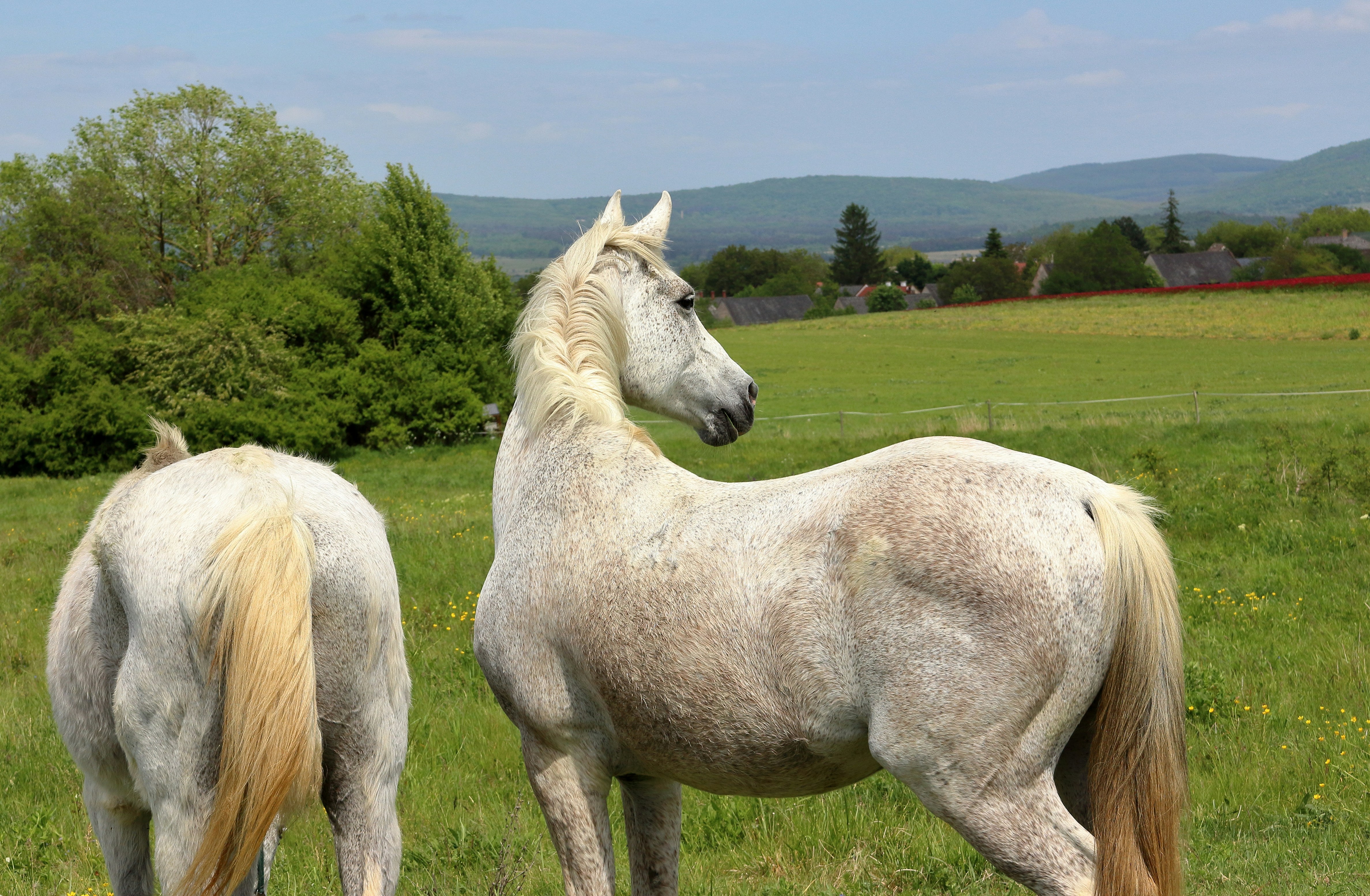 Pasture Portrait: A White Stallion Against the Green Horizon
