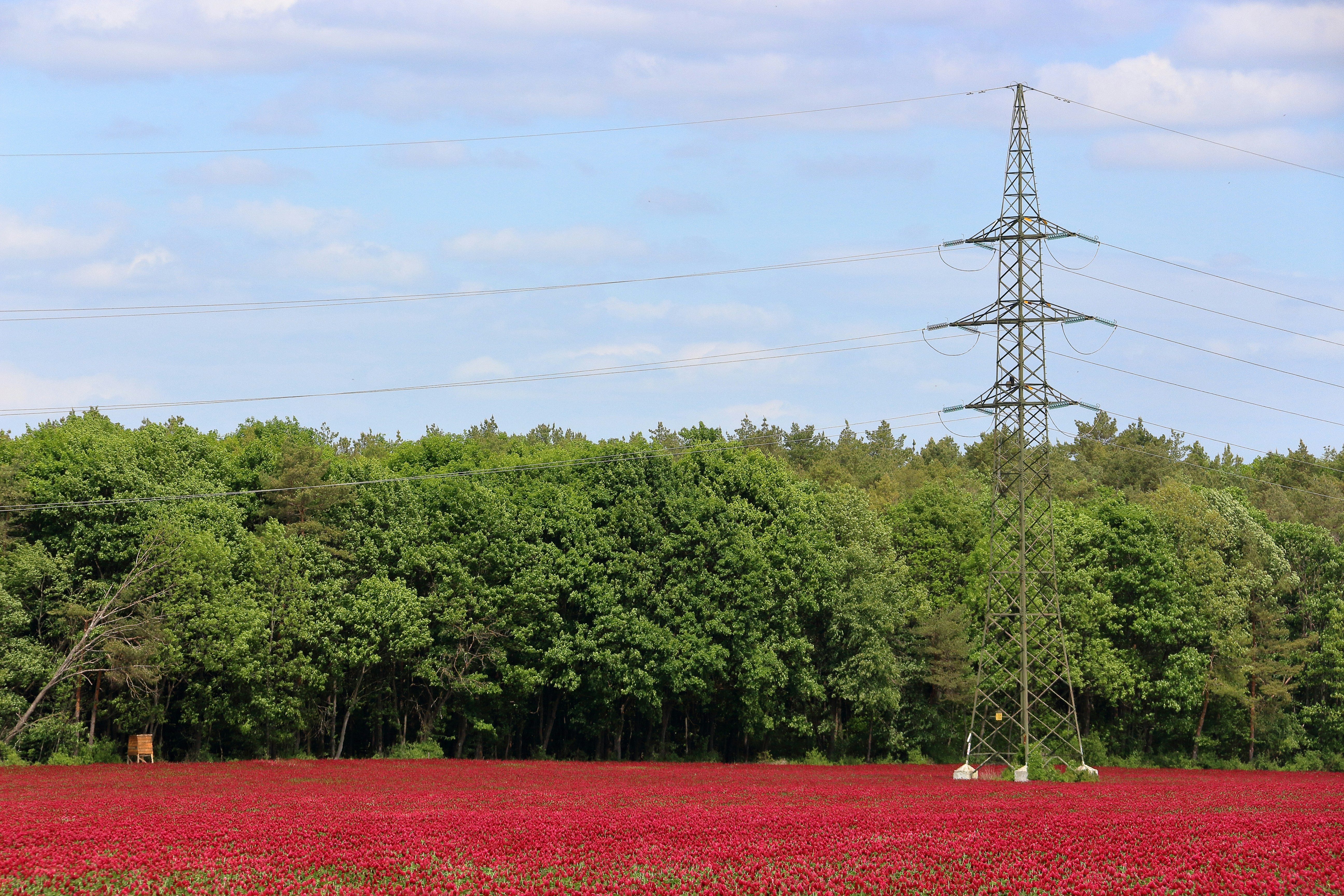 Crimson Field Meets a Steel Lattice Tower