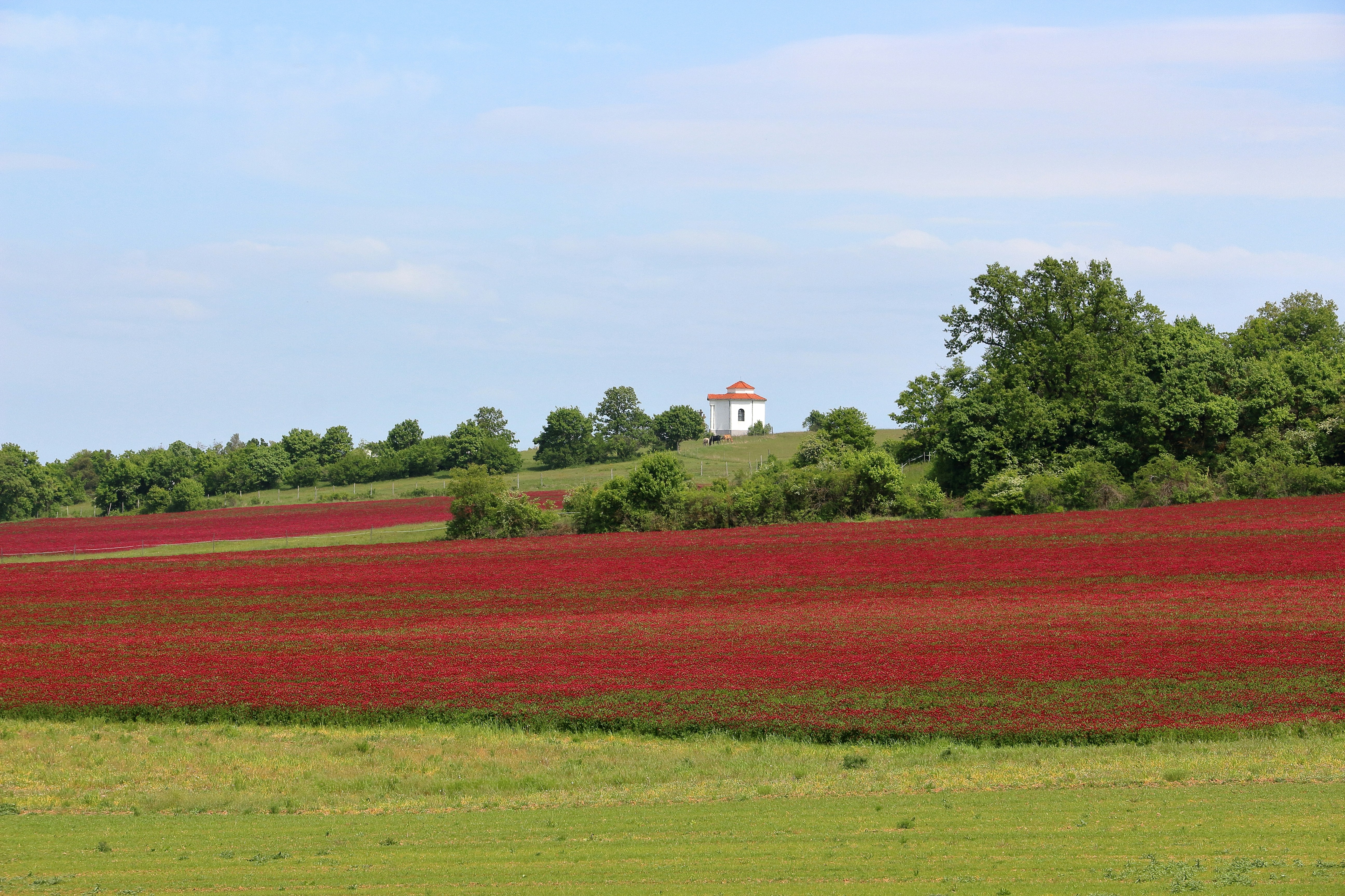 Hilltop White Chapel Rising from a Sea of Crimson Fields