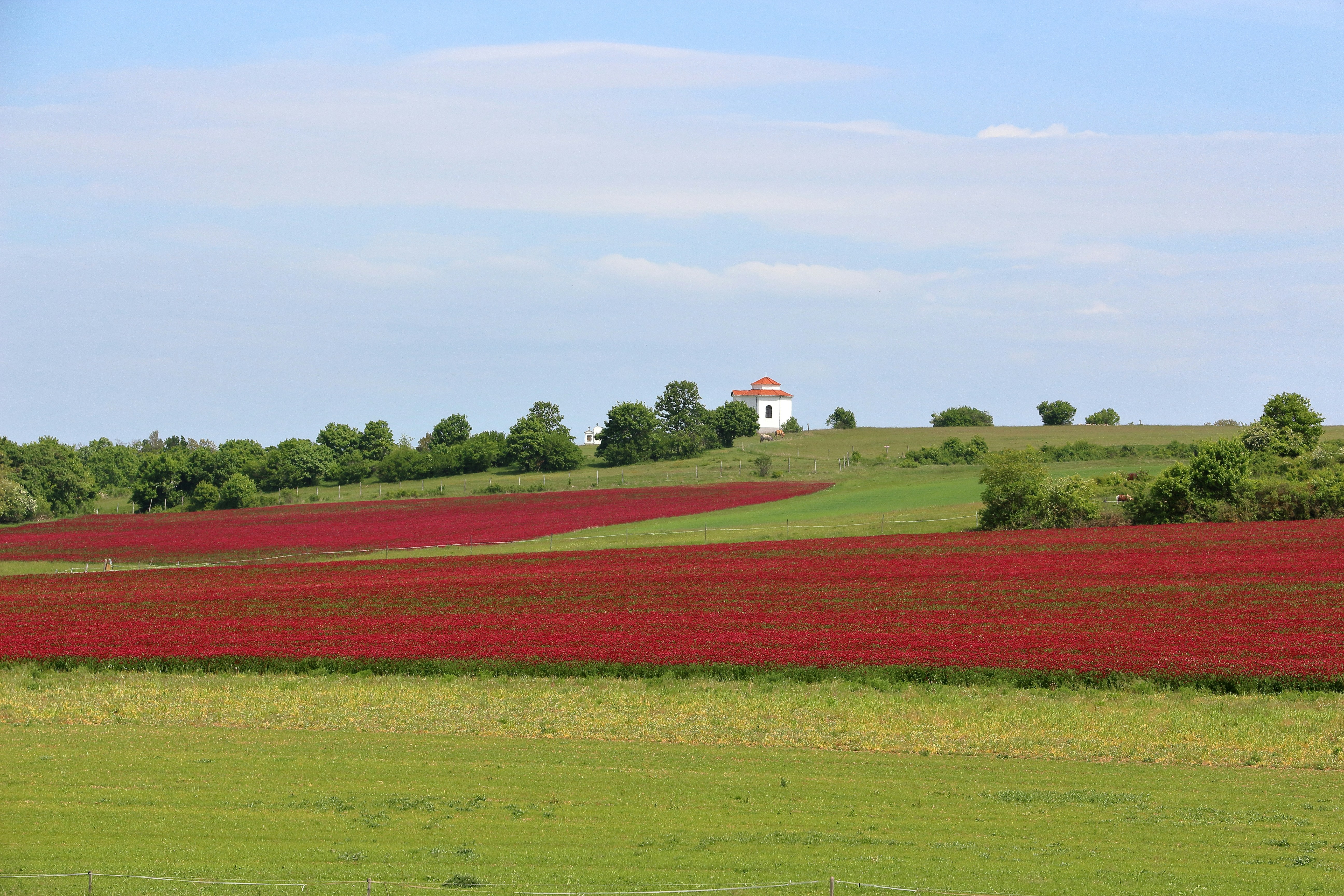 Hilltop Chapel Among Crimson Fields