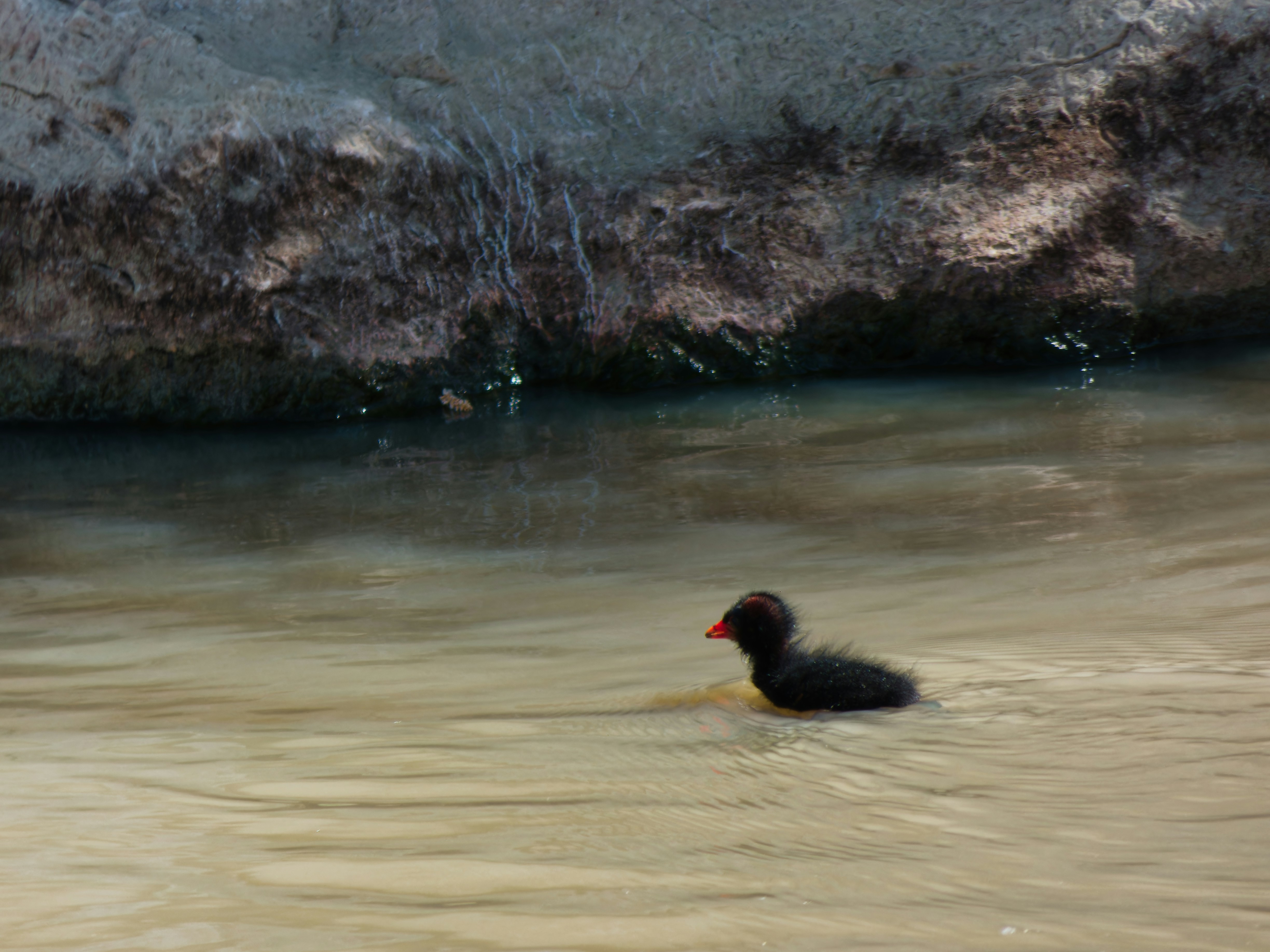 A small black duck floating on top of a body of water photo – Free Bird ...