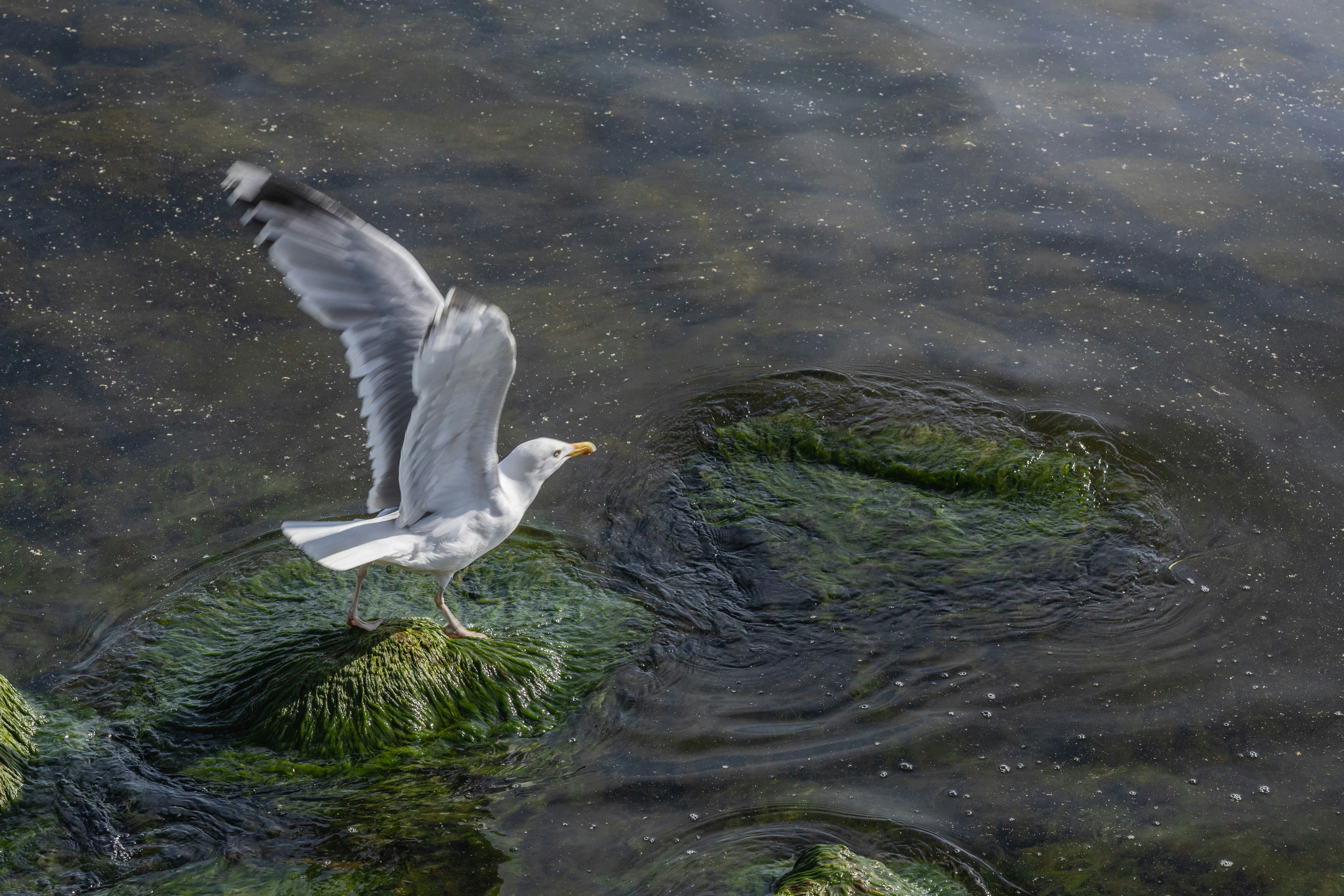 A seagull flying over a body of water photo – Free Sea Image on Unsplash