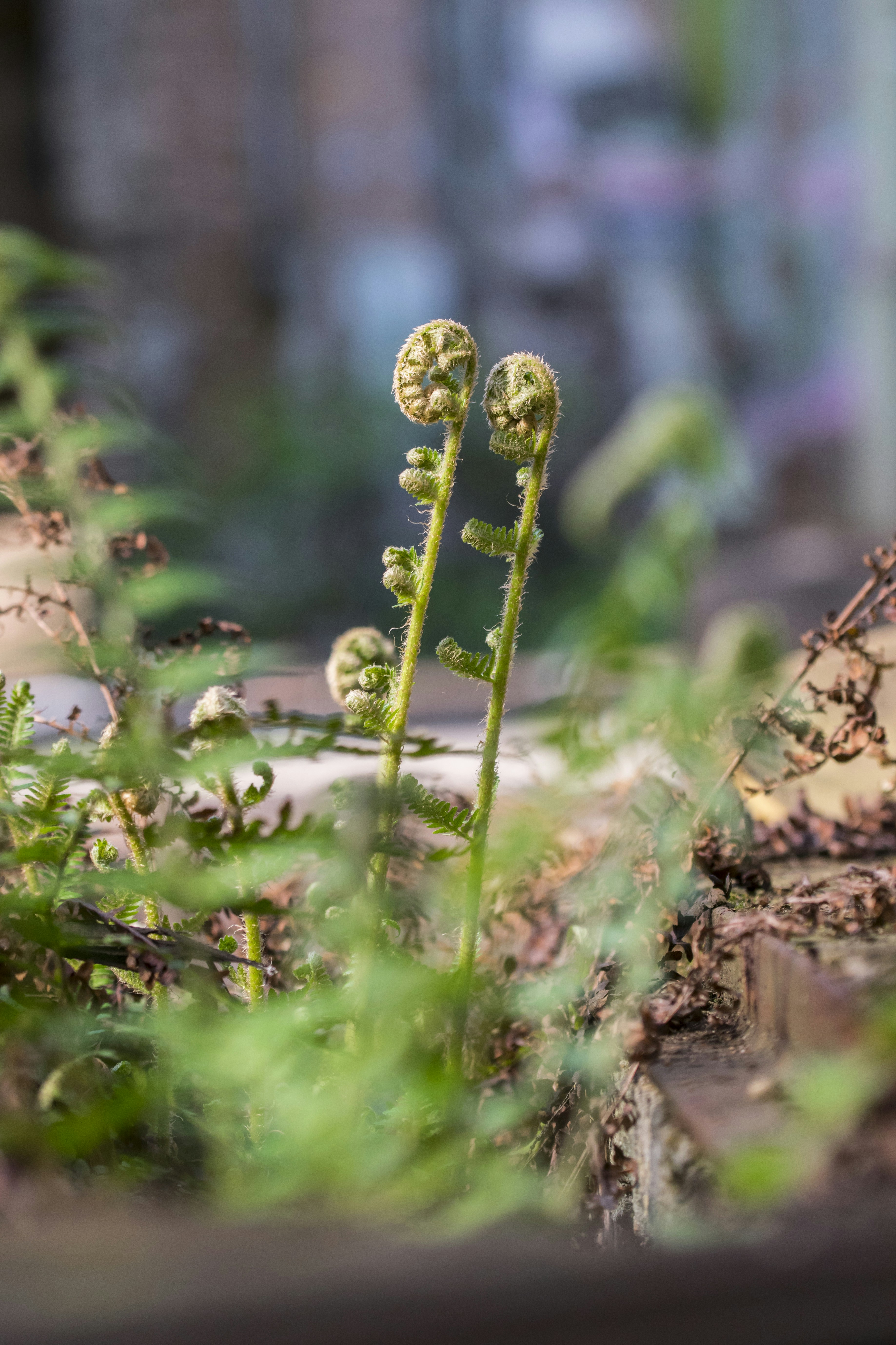 Unfurling Fiddleheads: Green Curves in a Quiet Garden