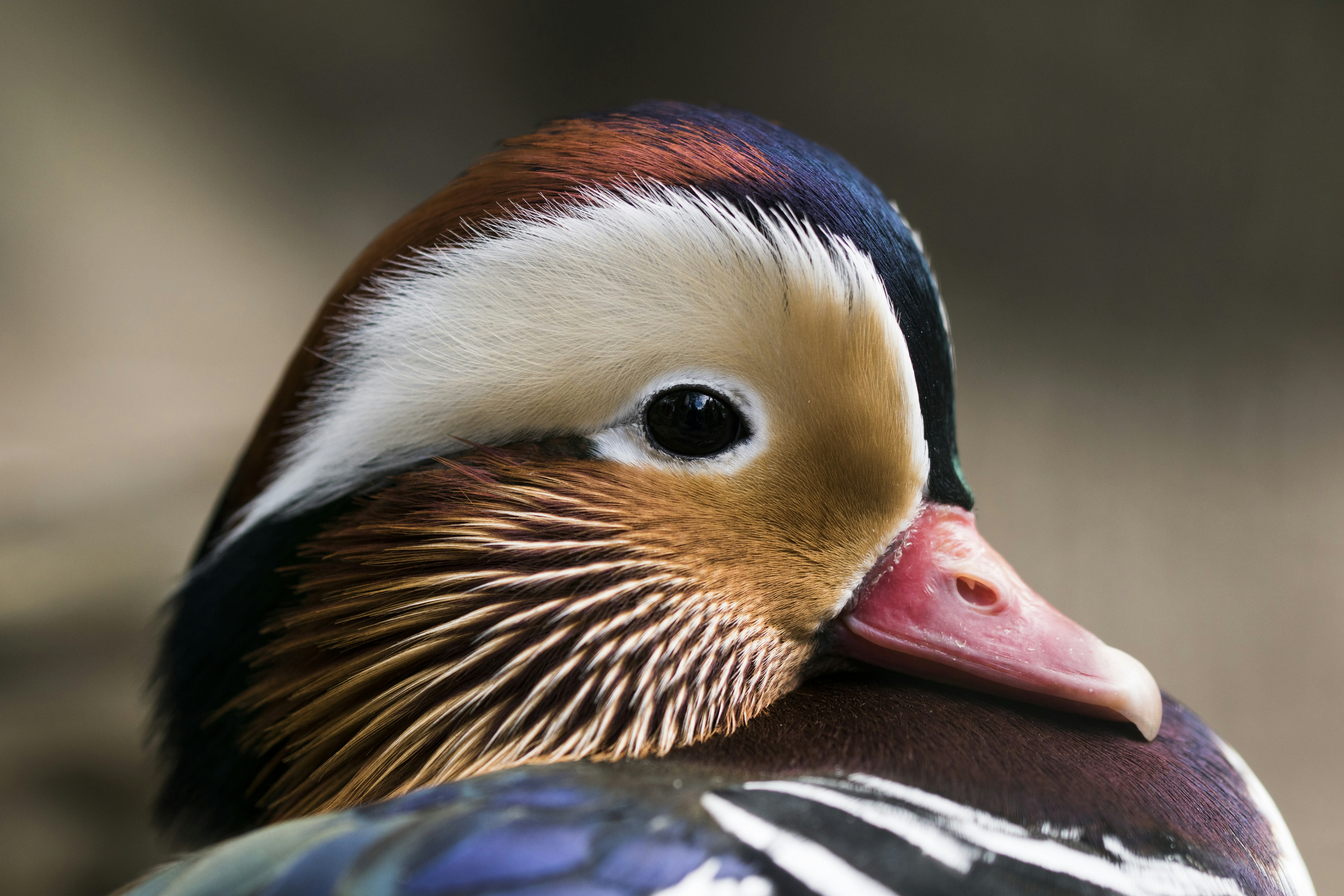 Bentley the Mandarin: Close-Up of a Colorful Duck in Soft Focus