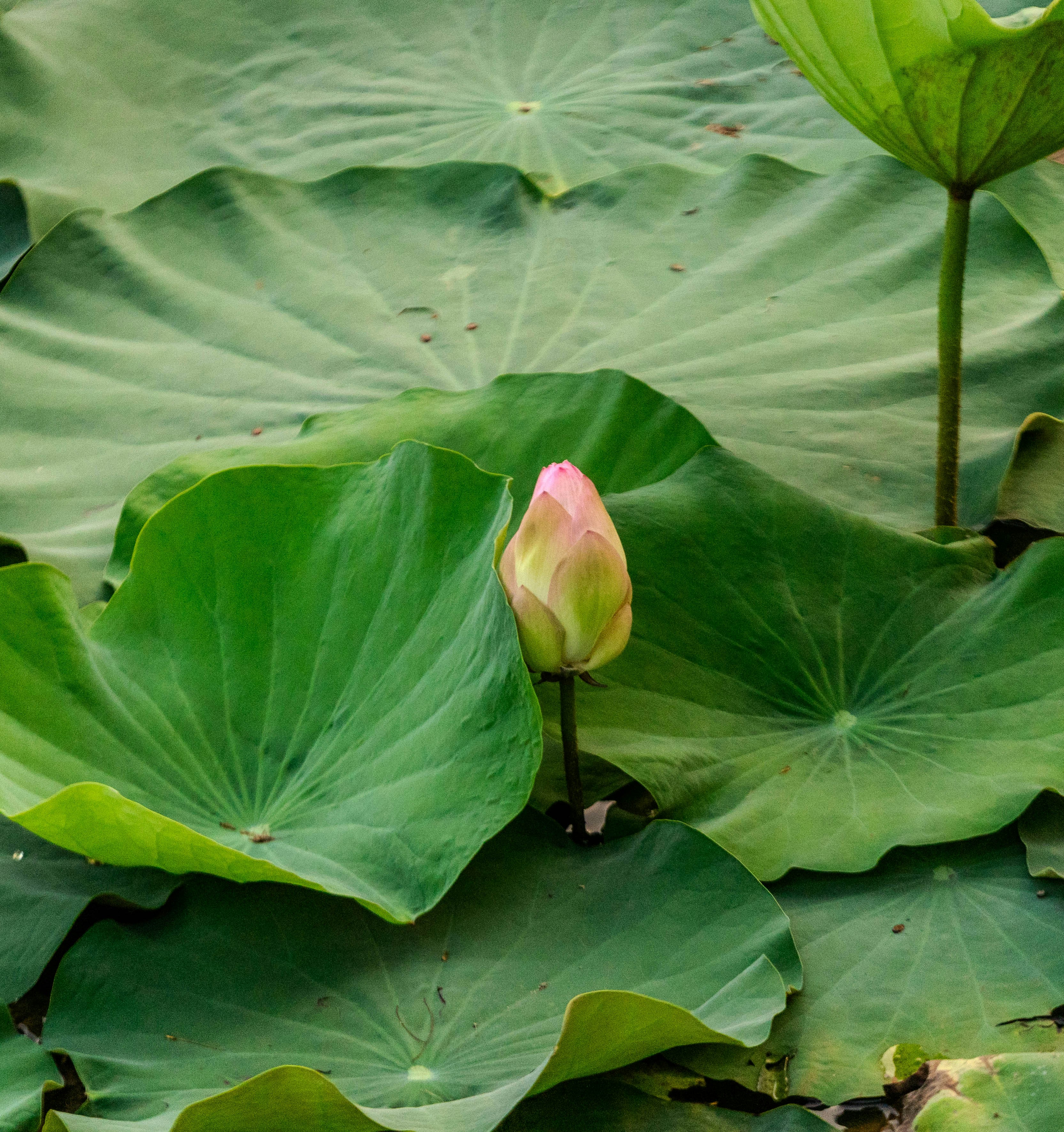 Photo by Thet Khine with Sony Alpha 7 II