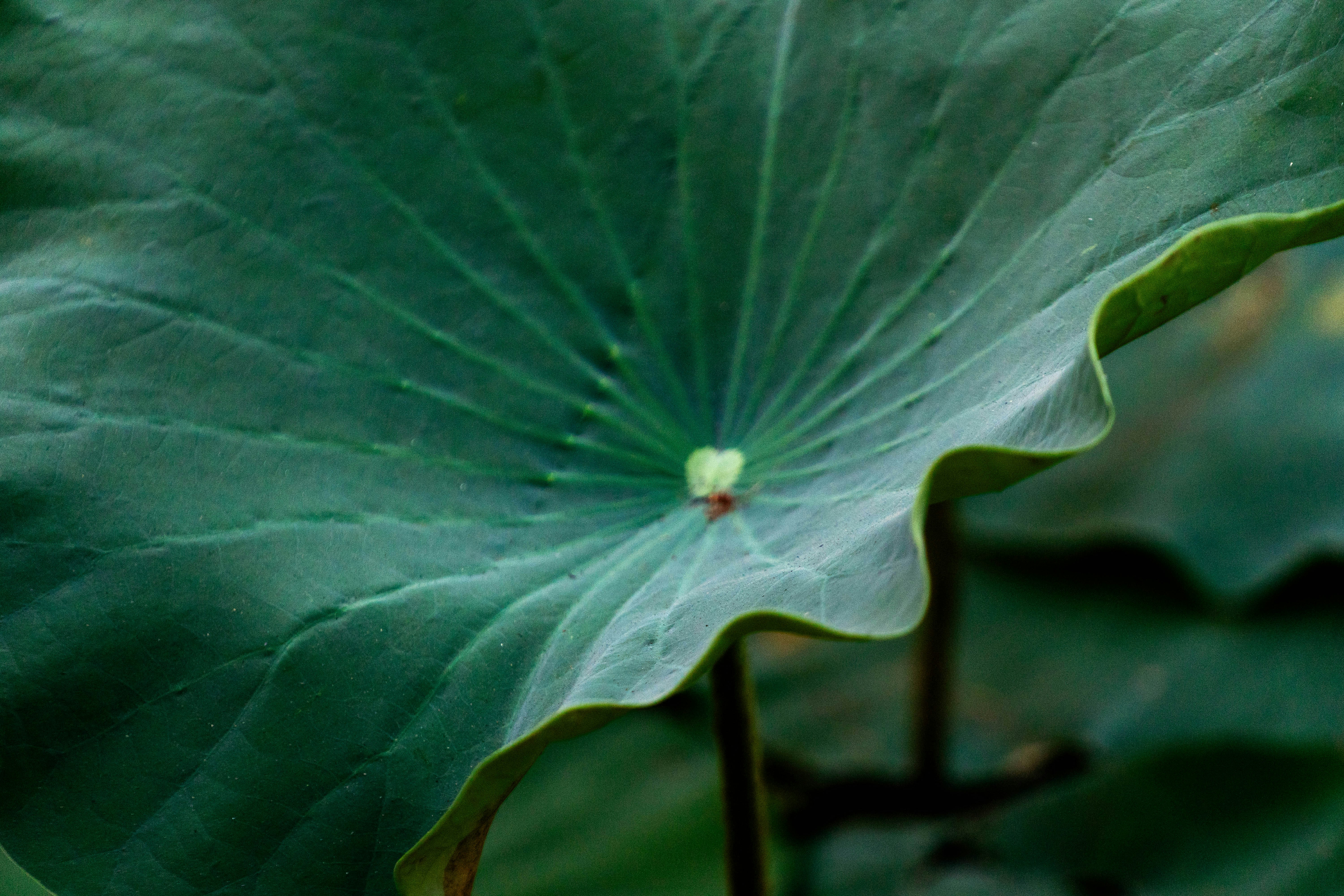 A close up of a large green leaf photo – Free Lotus leaf Image on Unsplash