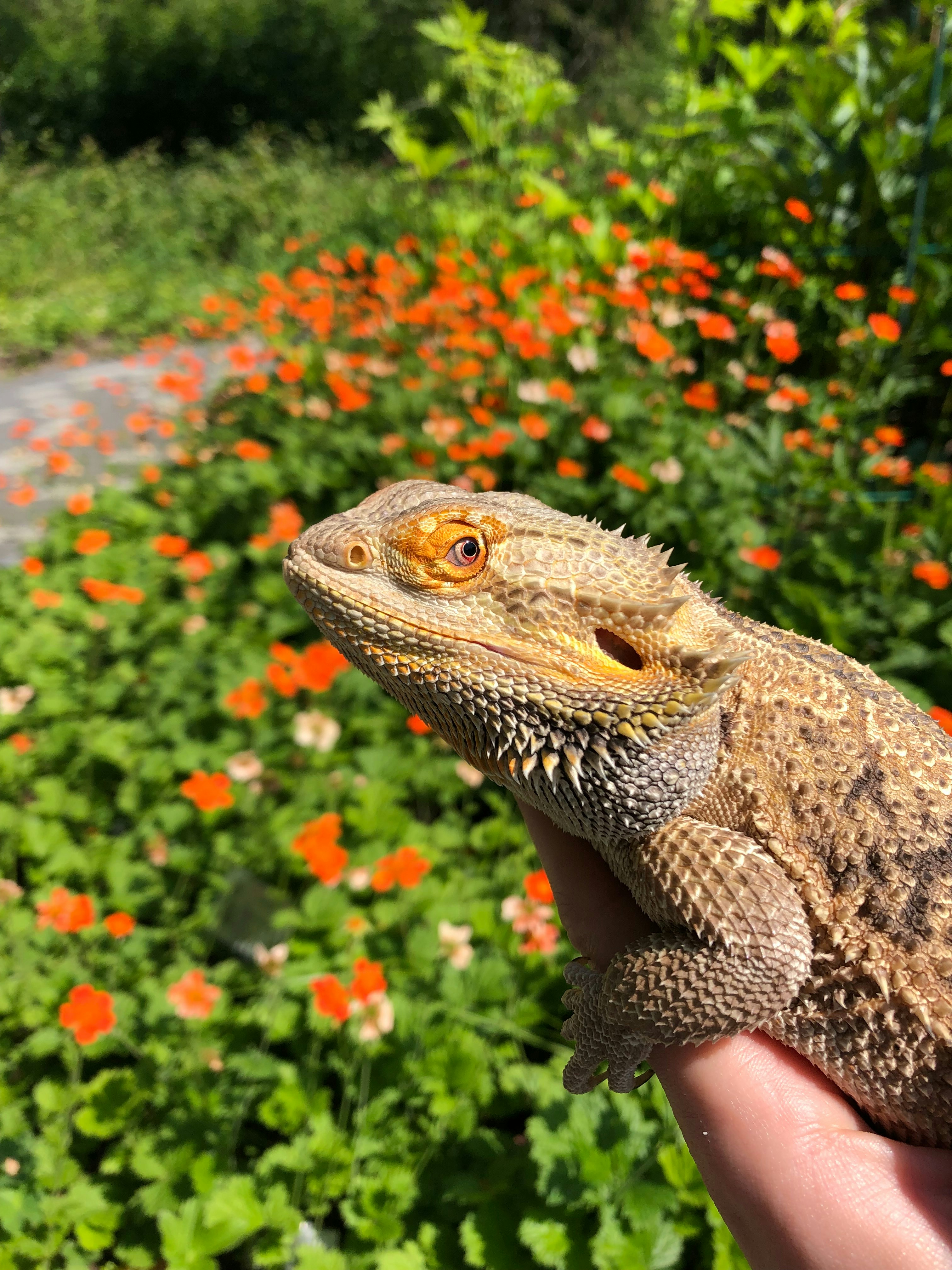 A person holding a small lizard in their hand photo – Free Anchorage ...