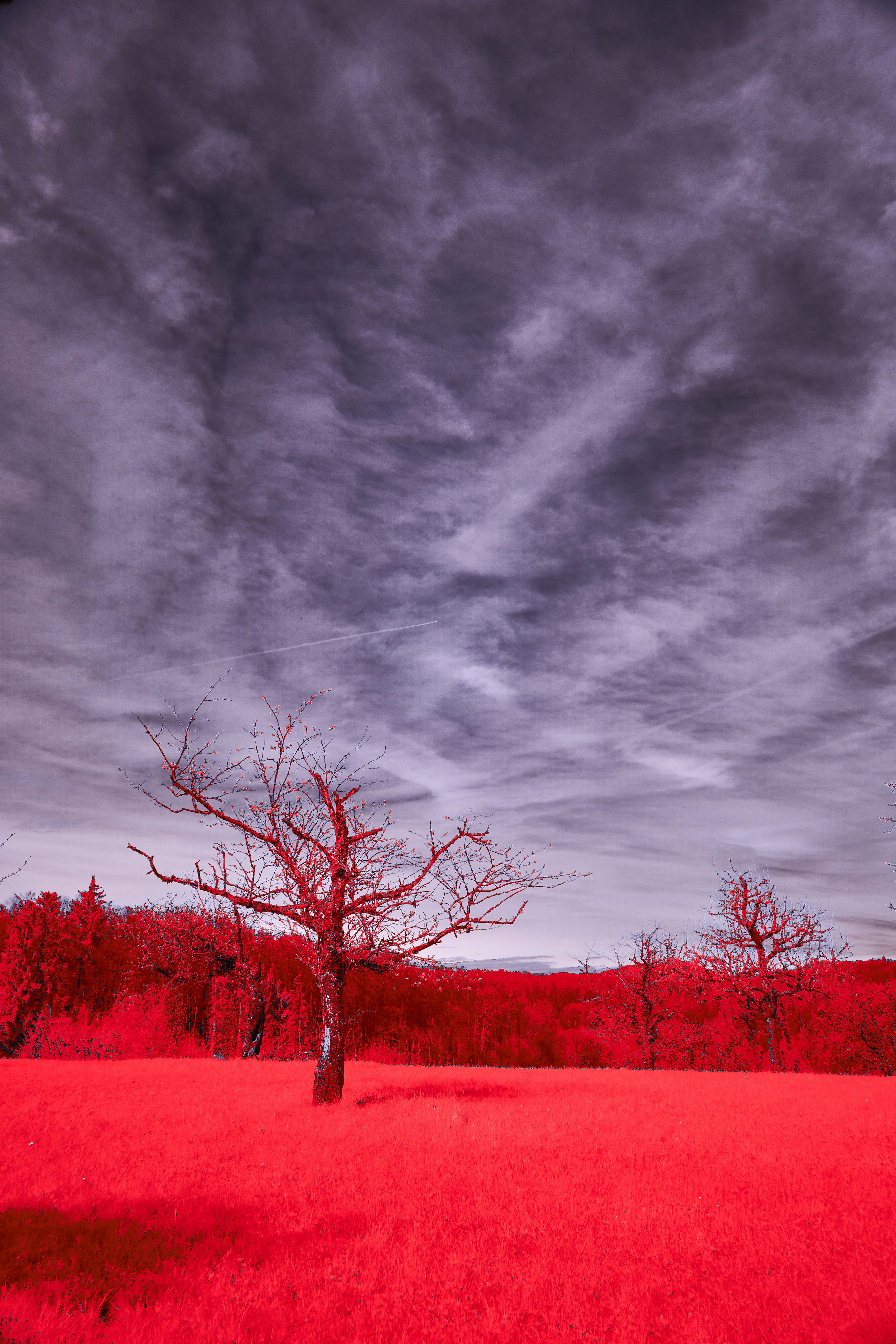 Crimson Field Under a Violet Sky: An Infrared Landscape