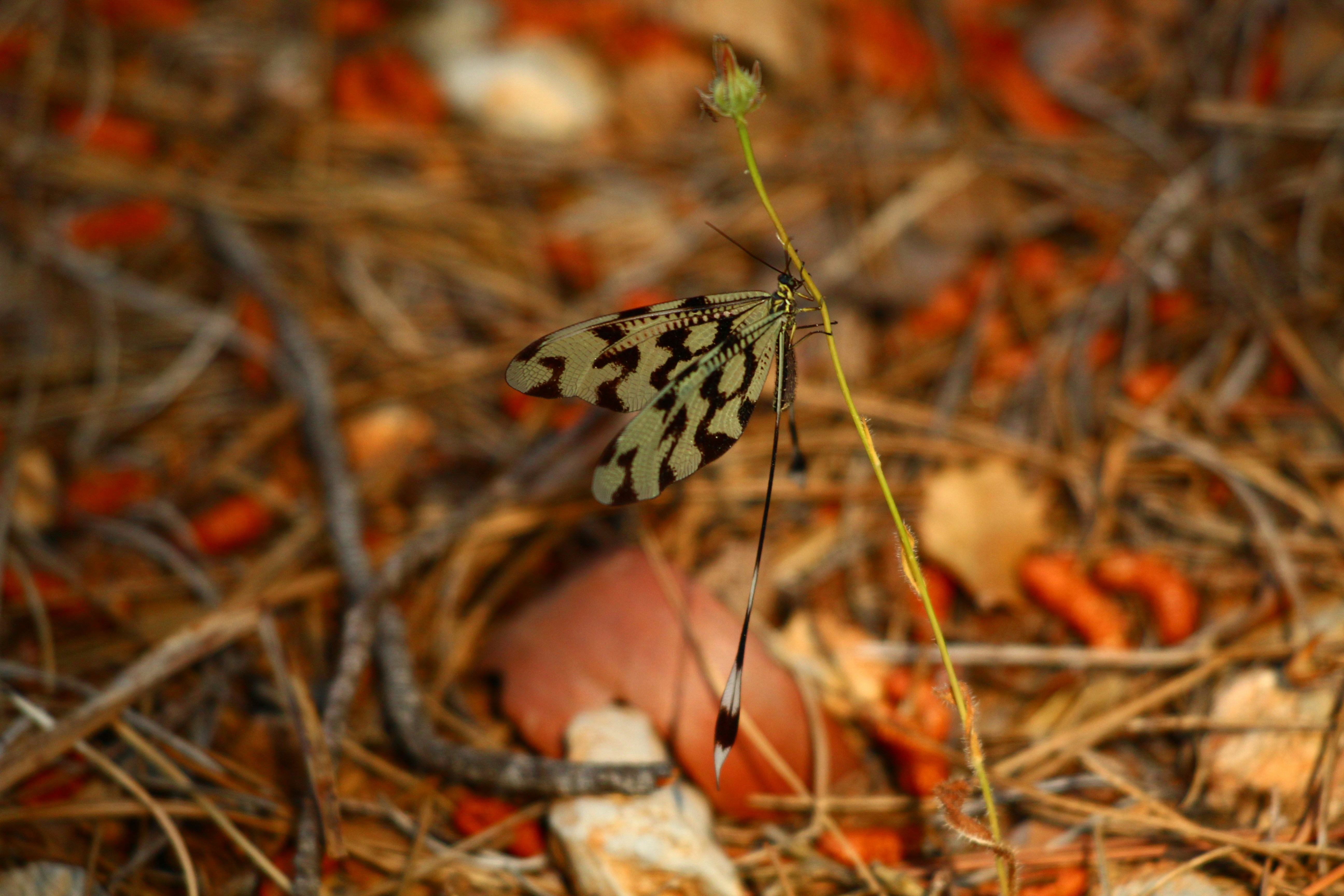 Emerald-pattern butterfly on a slender stem amid autumn debris