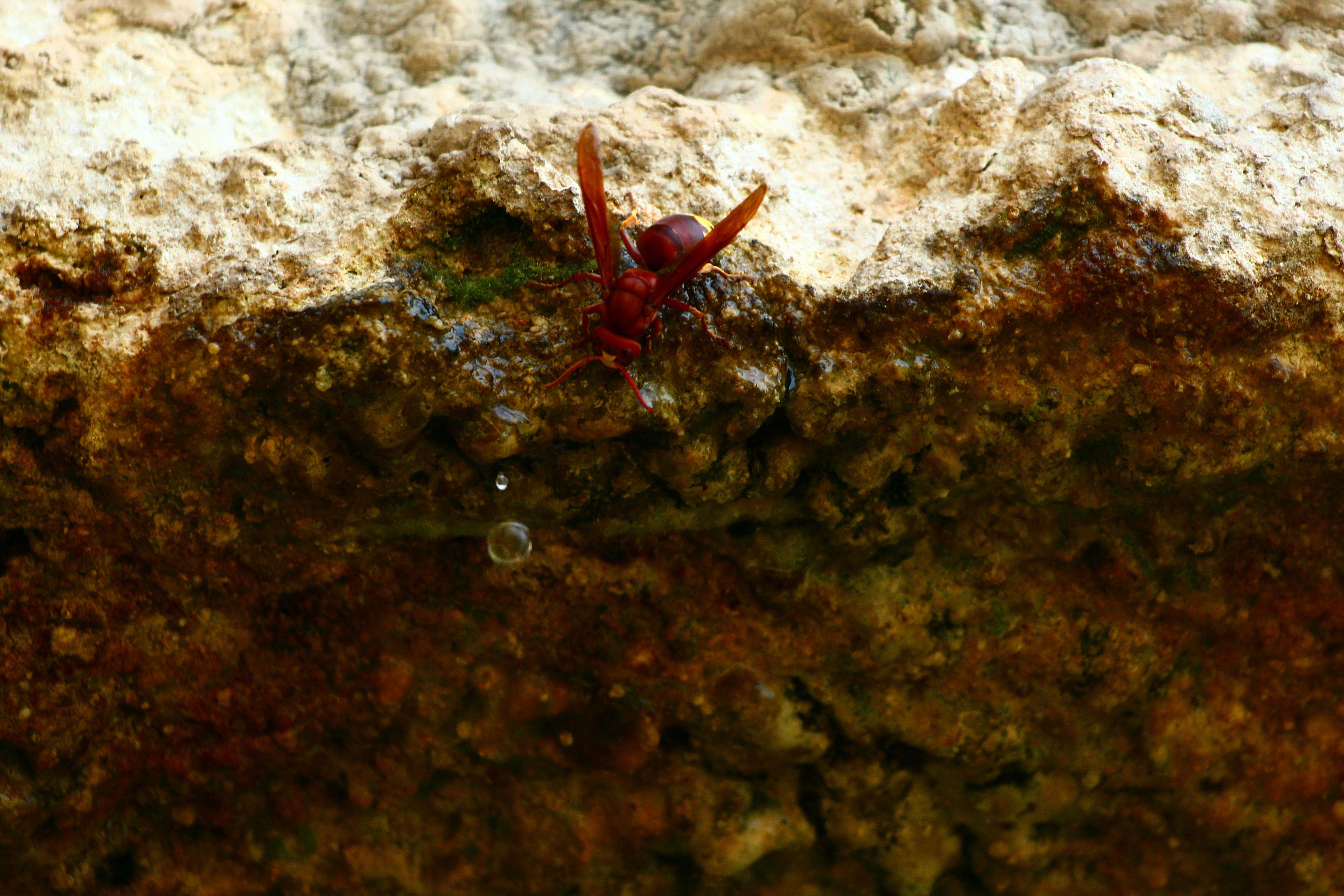 Crimson Dragonfly on Weathered Limestone