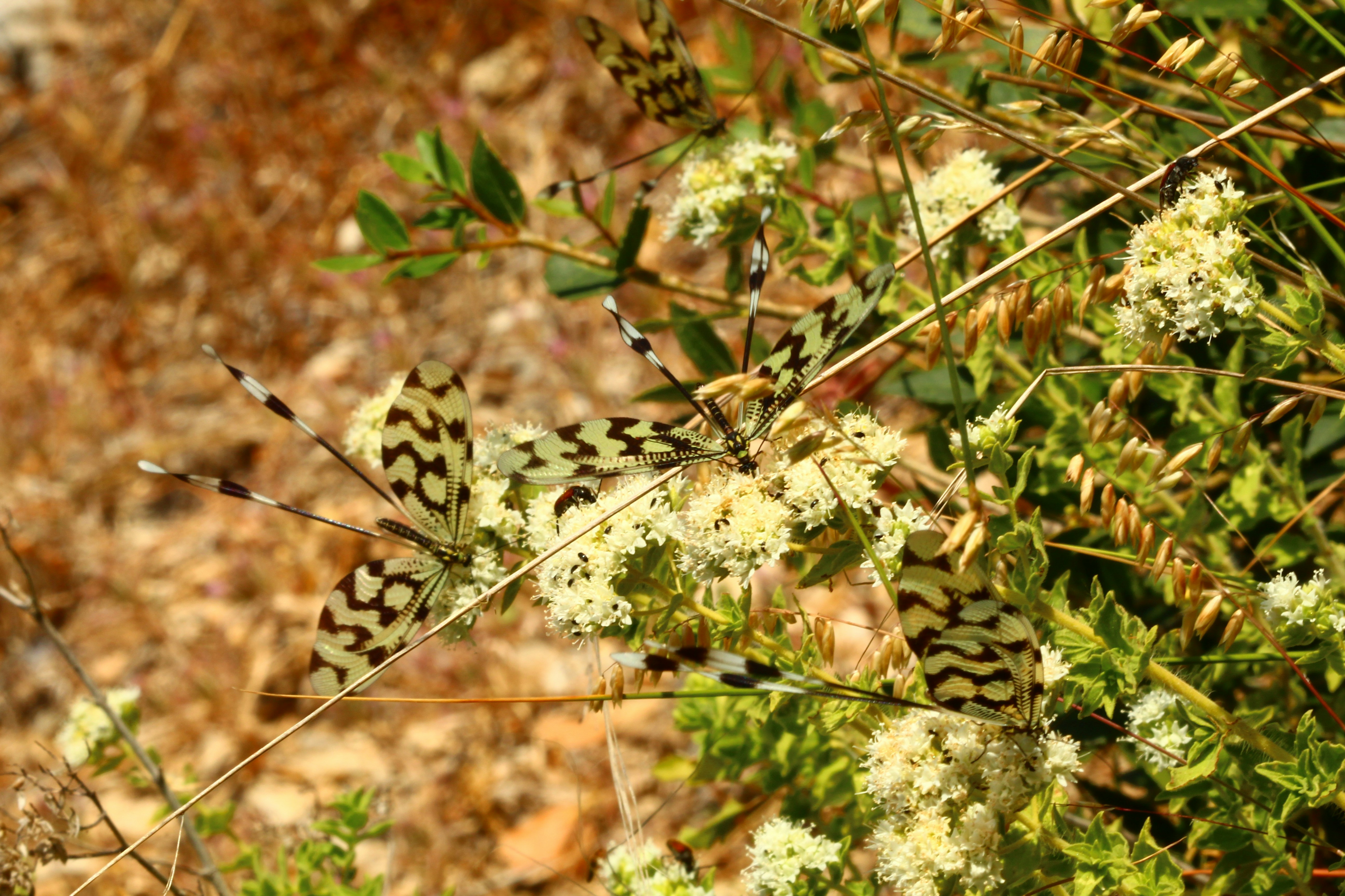 Twin Swallowtails on Creamy Blossoms in Sunlit Thicket