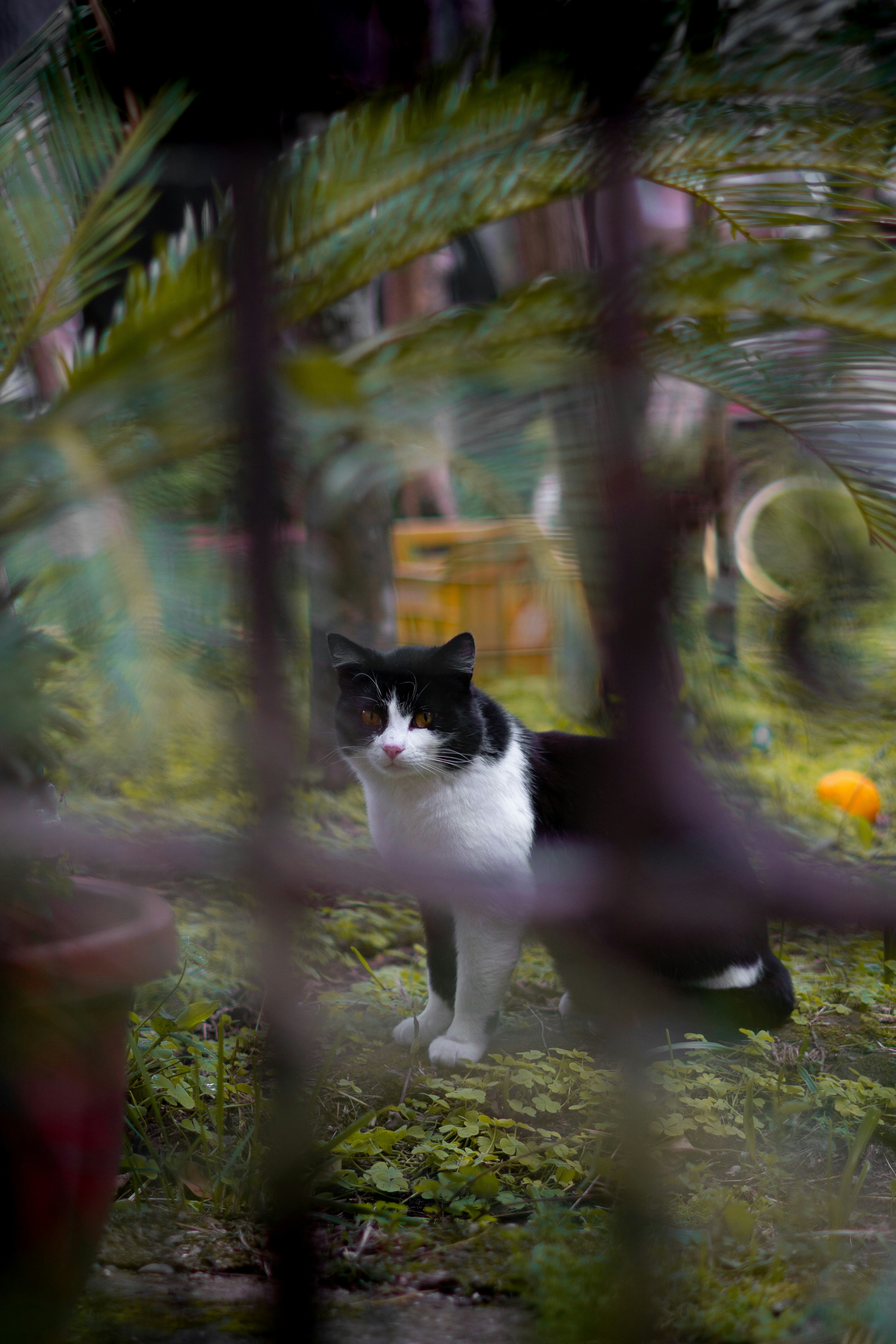 Whiskers in the Garden: A Cat Paused Behind Delicate Iron Bars