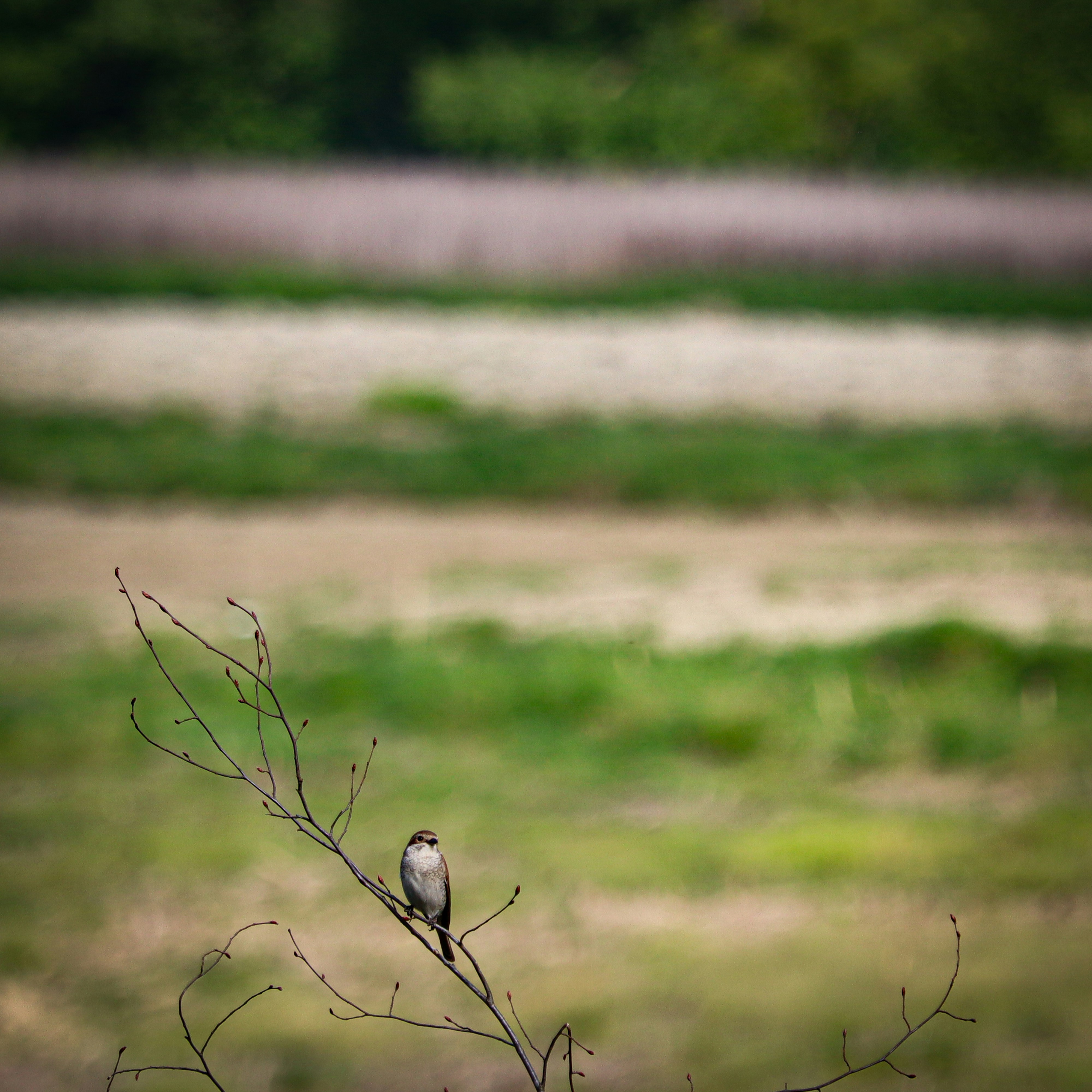 Solitary Warbler on a Spindly Branch Over a Quiet Meadow