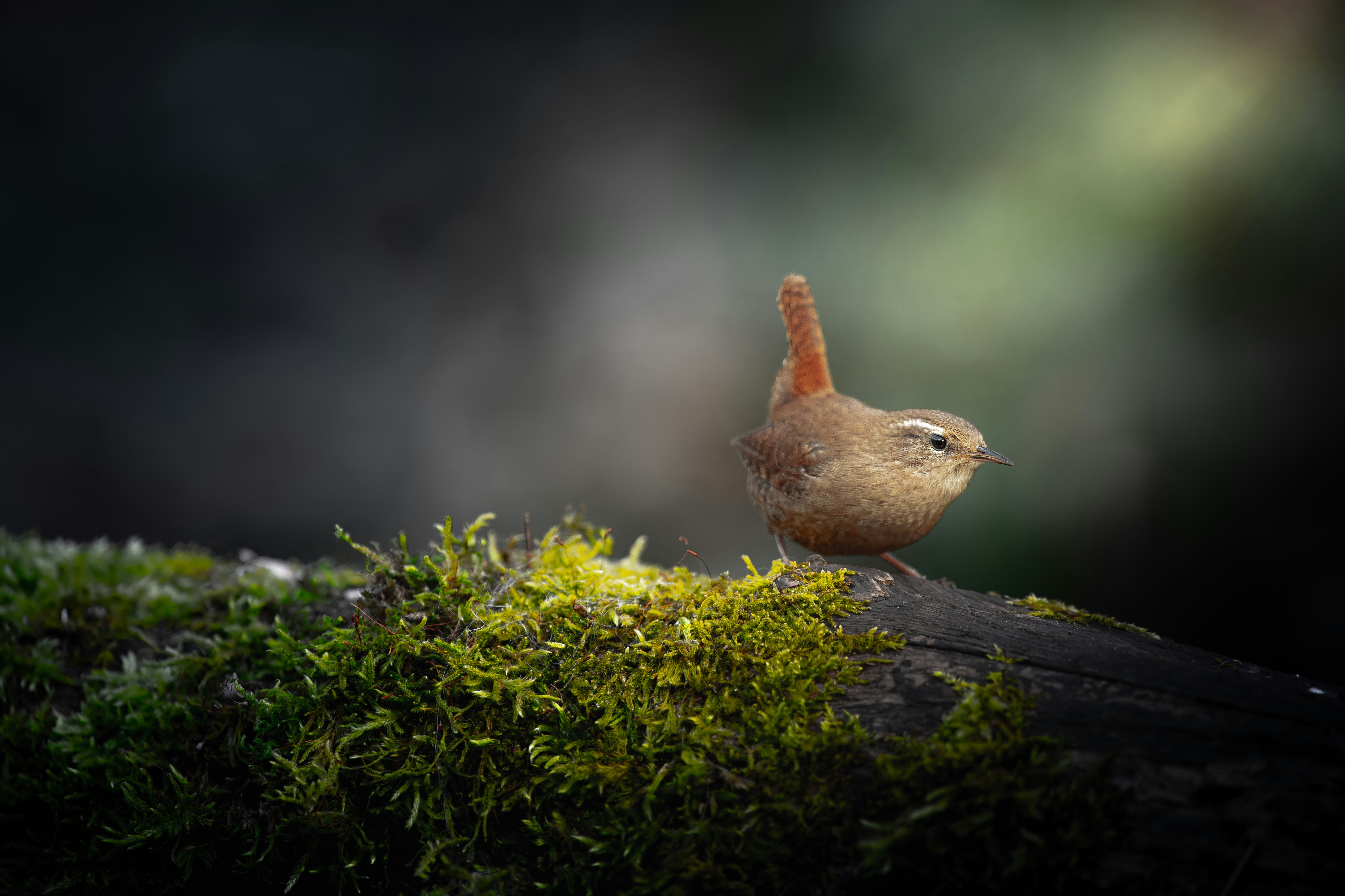 Small bird perched on vibrant moss in a softly lit forest setting.