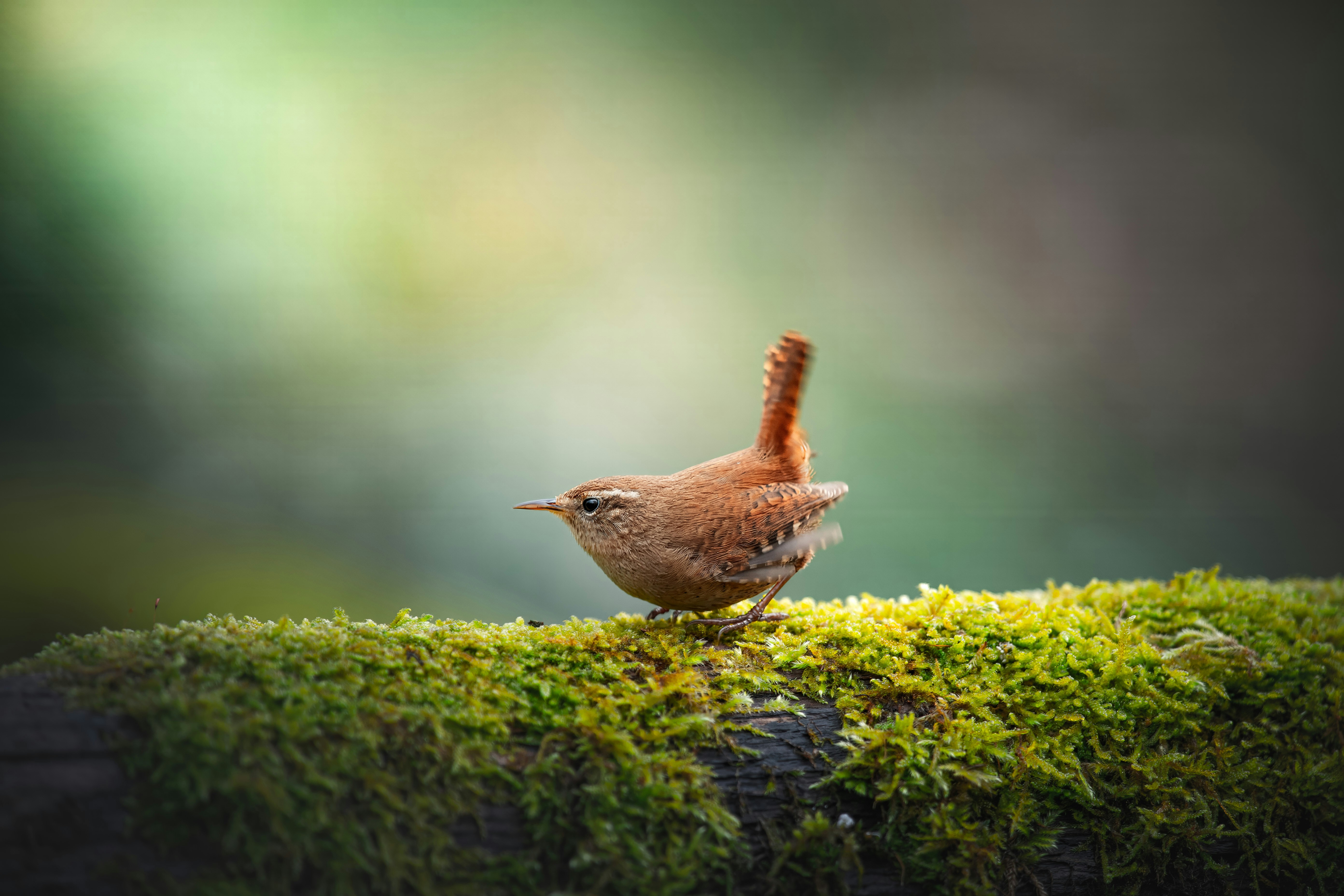 Mossy Perch: A Tiny Wren Amid Soft Forest Bokeh