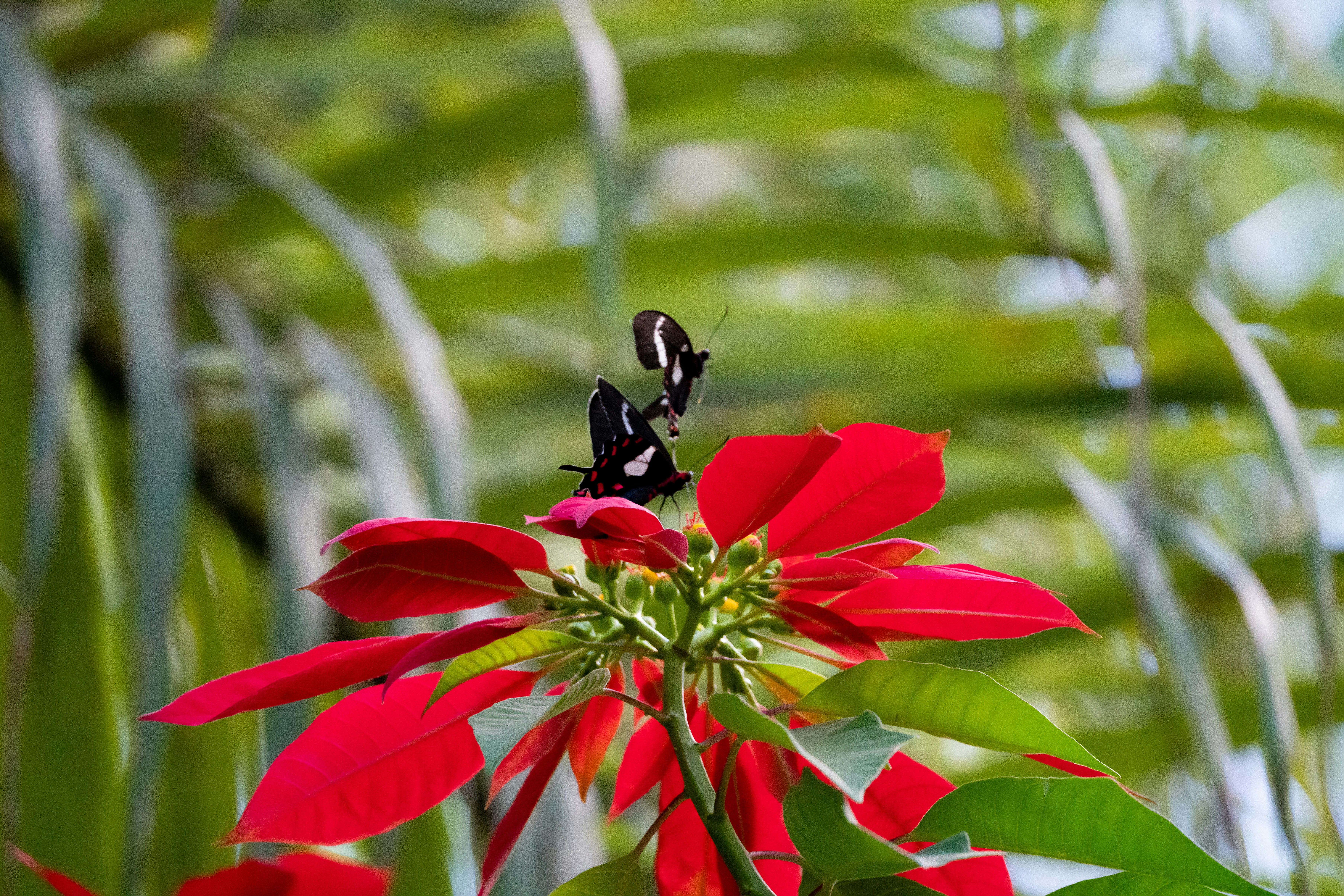 Red Poinsettia Bloom with a Black Butterfly Perched