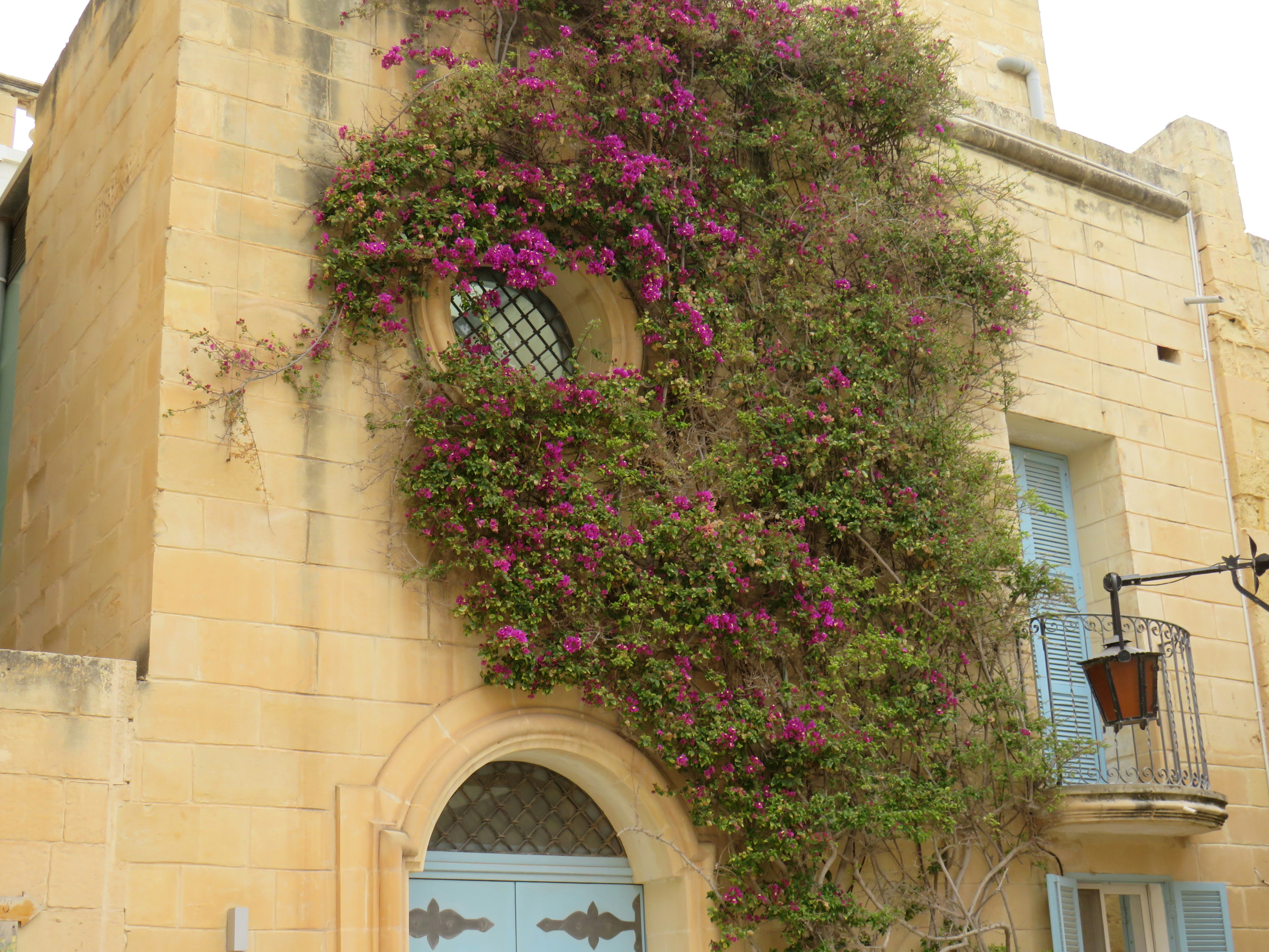 Sunlit Limestone Facade Veiled in Pink Bougainvillea