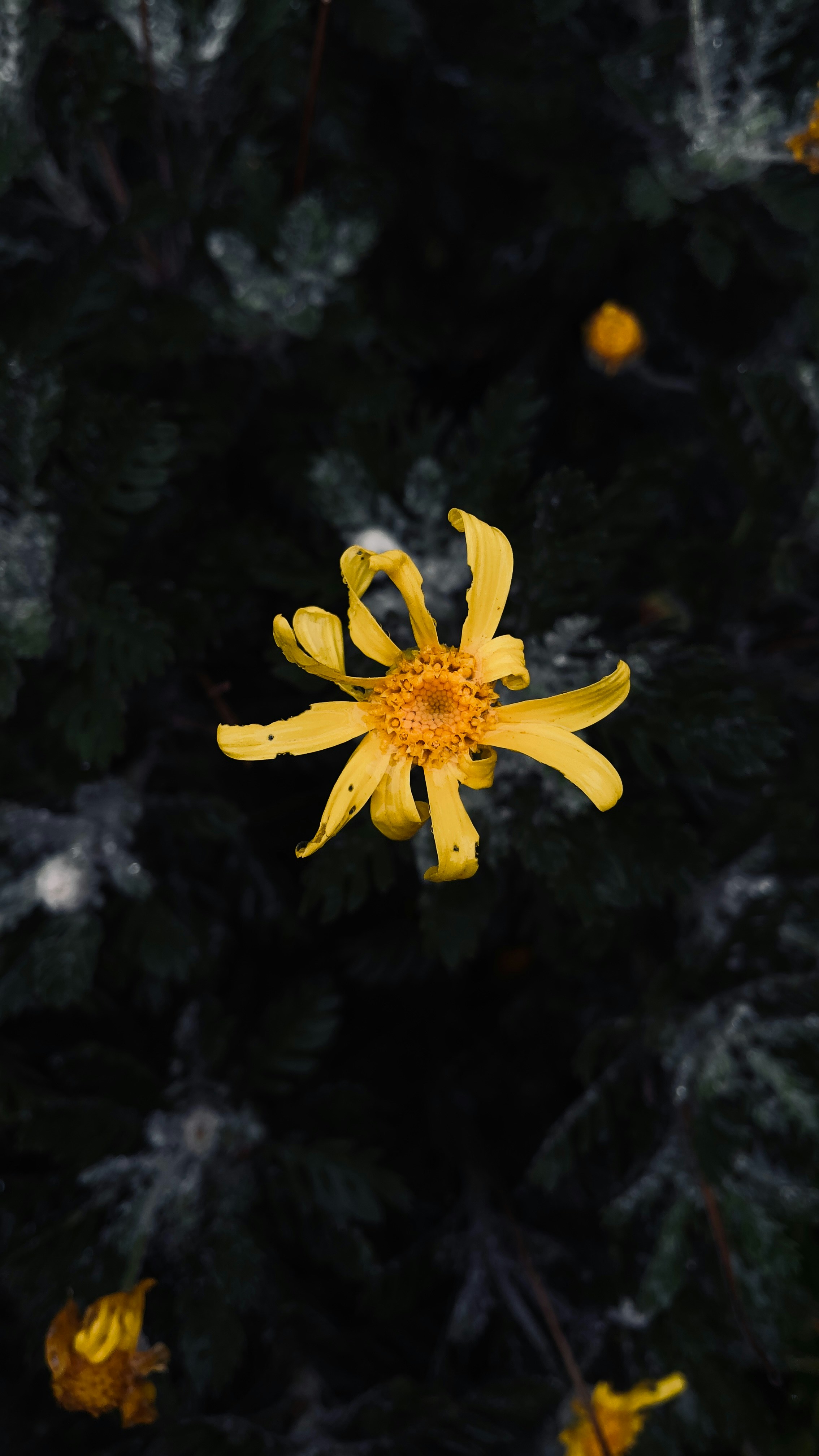 Gold Petal Lantern: A Yellow Daisy in Velvet Darkness