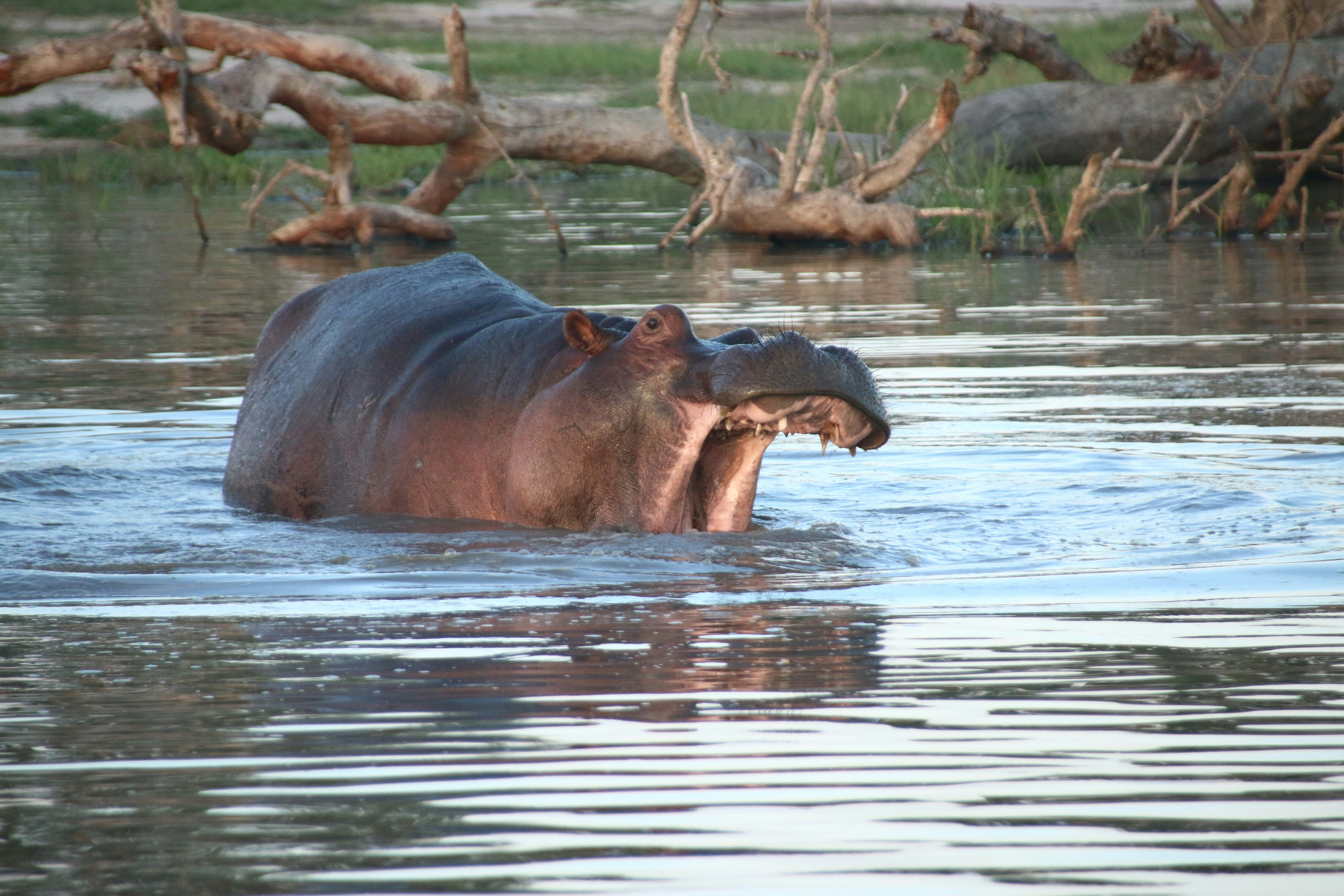 A hippopotamus standing in a body of water photo – Free Wildlife Image ...