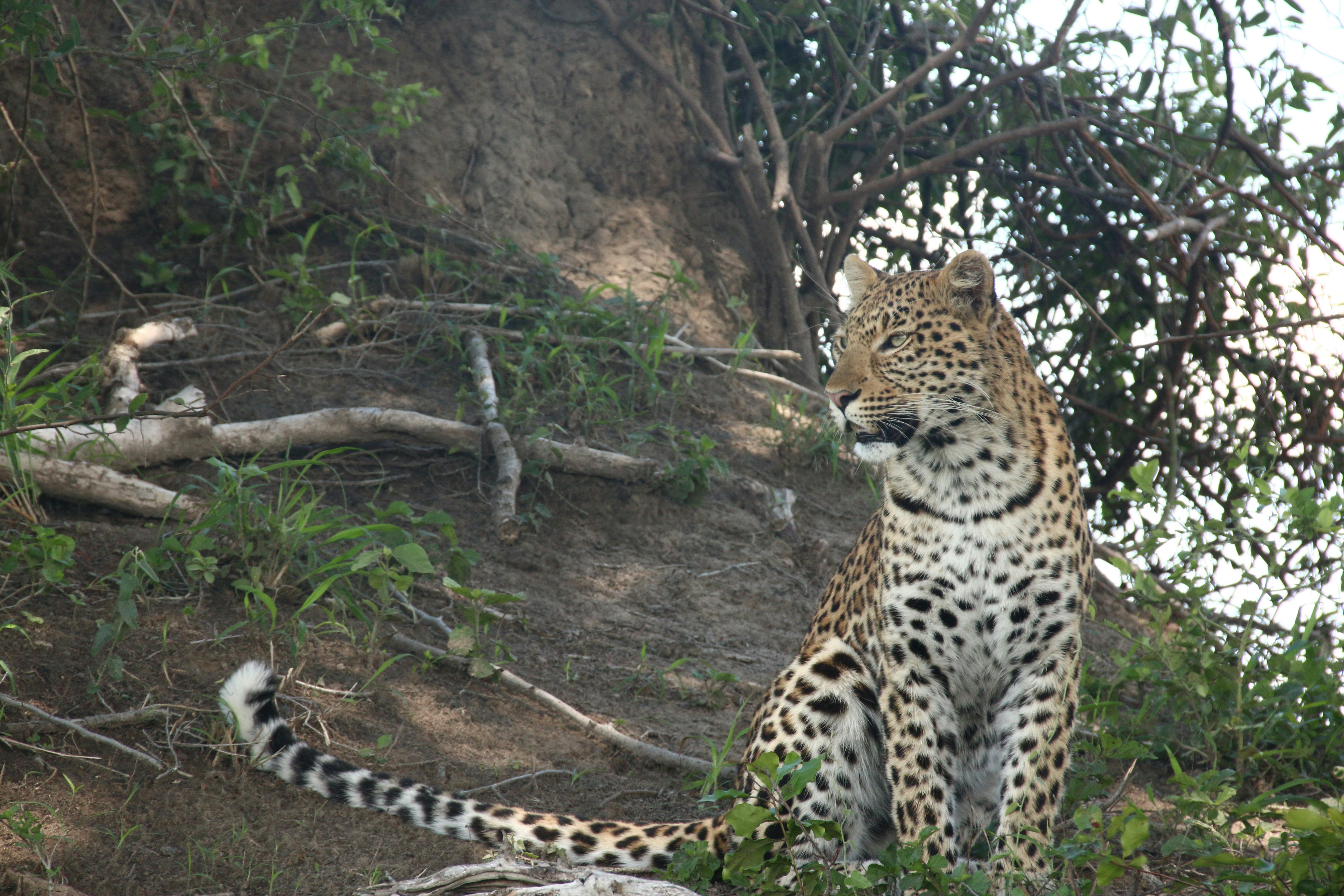 A leopard is sitting on the side of a hill photo – Free Wildlife Image ...