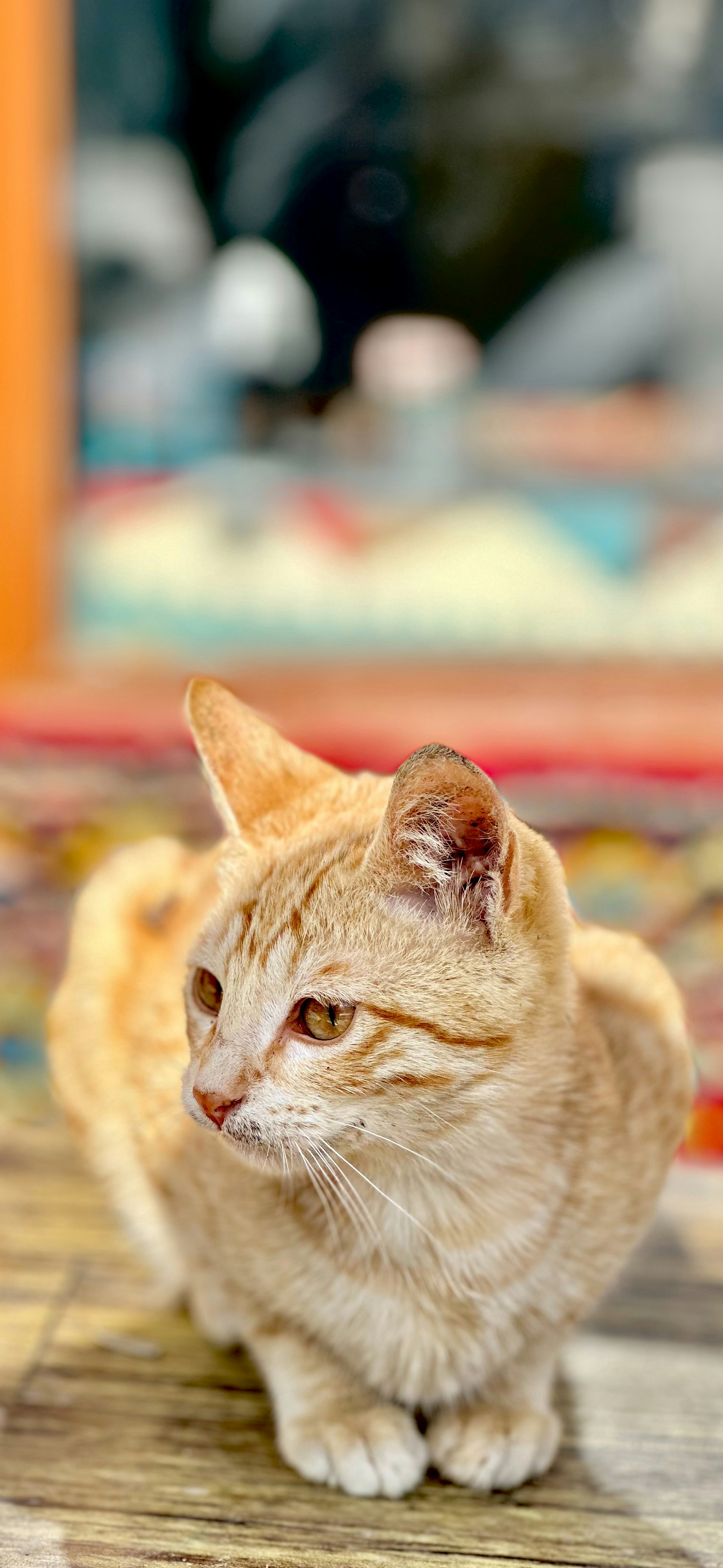 Amber Tabby on Weathered Deck: Soft Light, Sharp Gaze