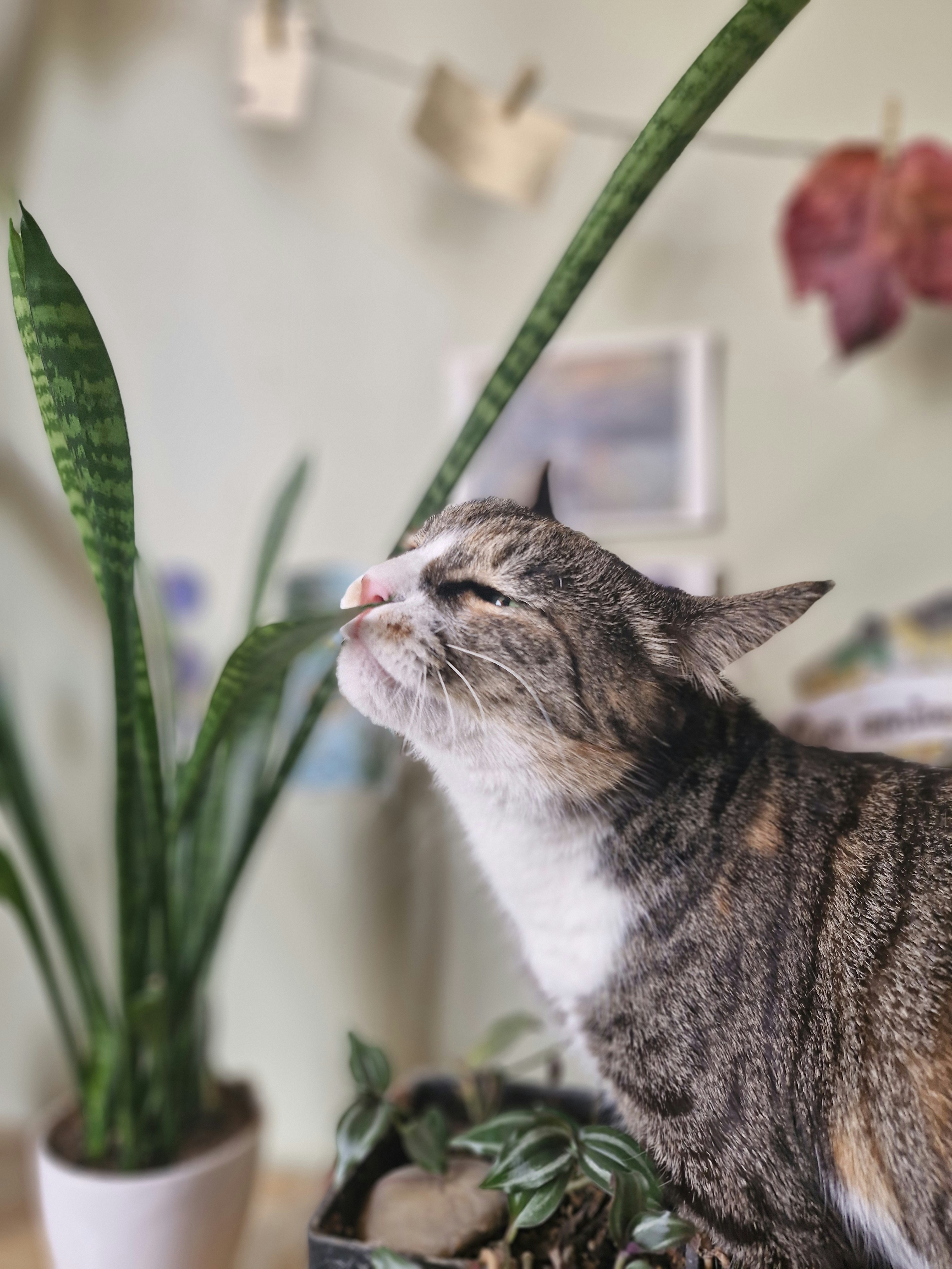 A tabby cat pauses to sniff a plant frond amid potted greenery in a softly lit indoor scene.