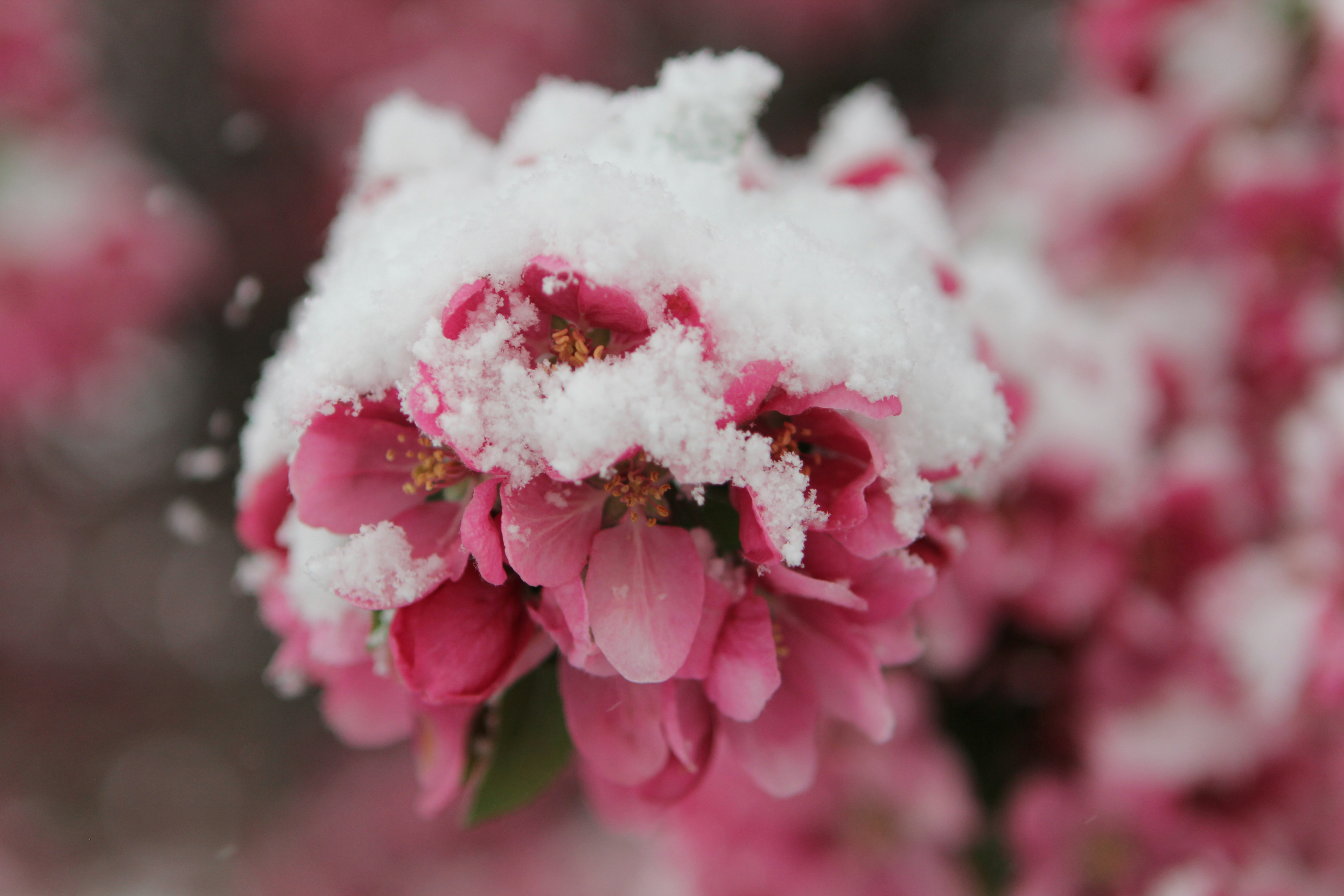 Late spring blizzard snowfall on our crabapple tree in bloom on May 1, 2024.