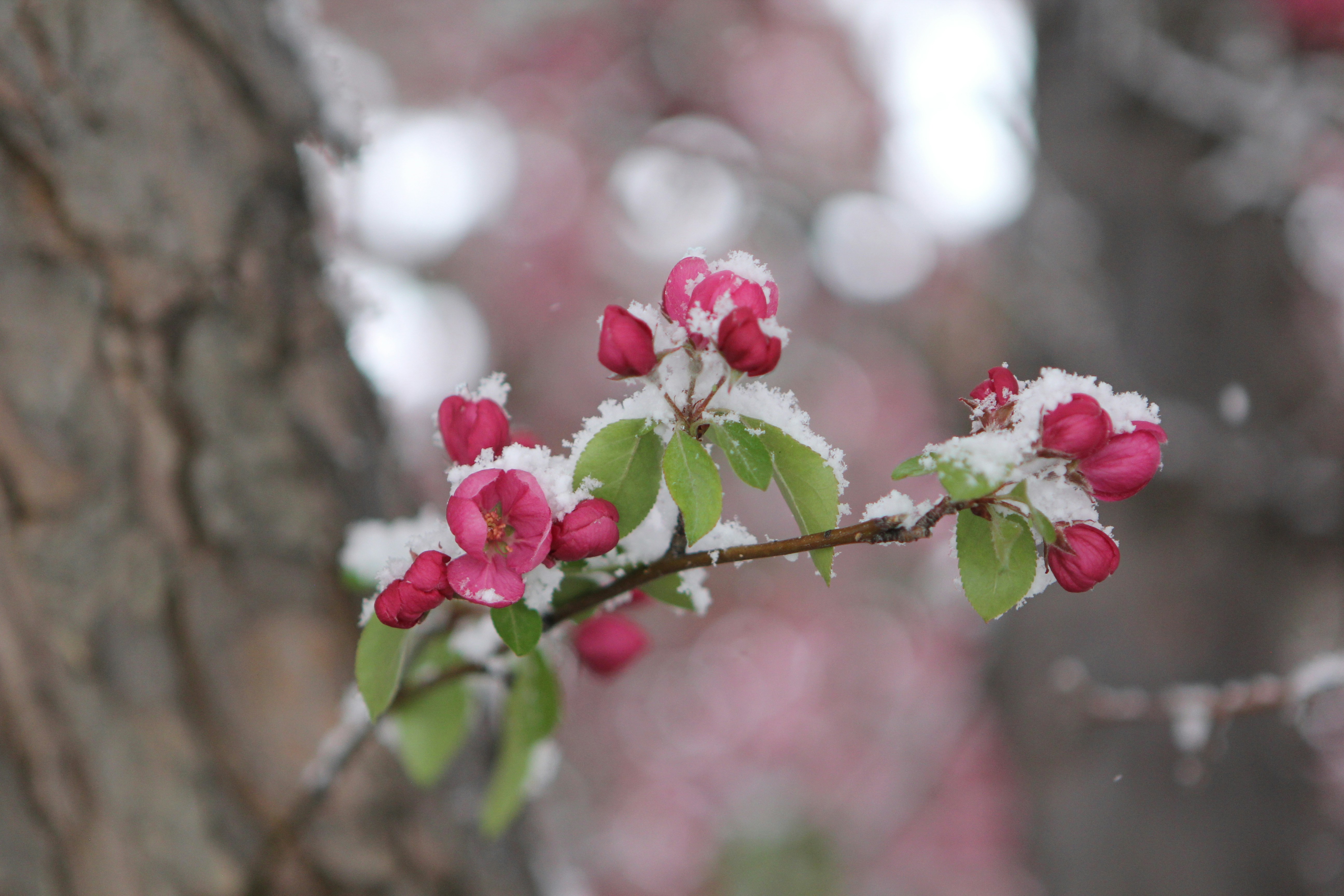 Snow-Kissed Pink Blossoms on a Frosted Branch