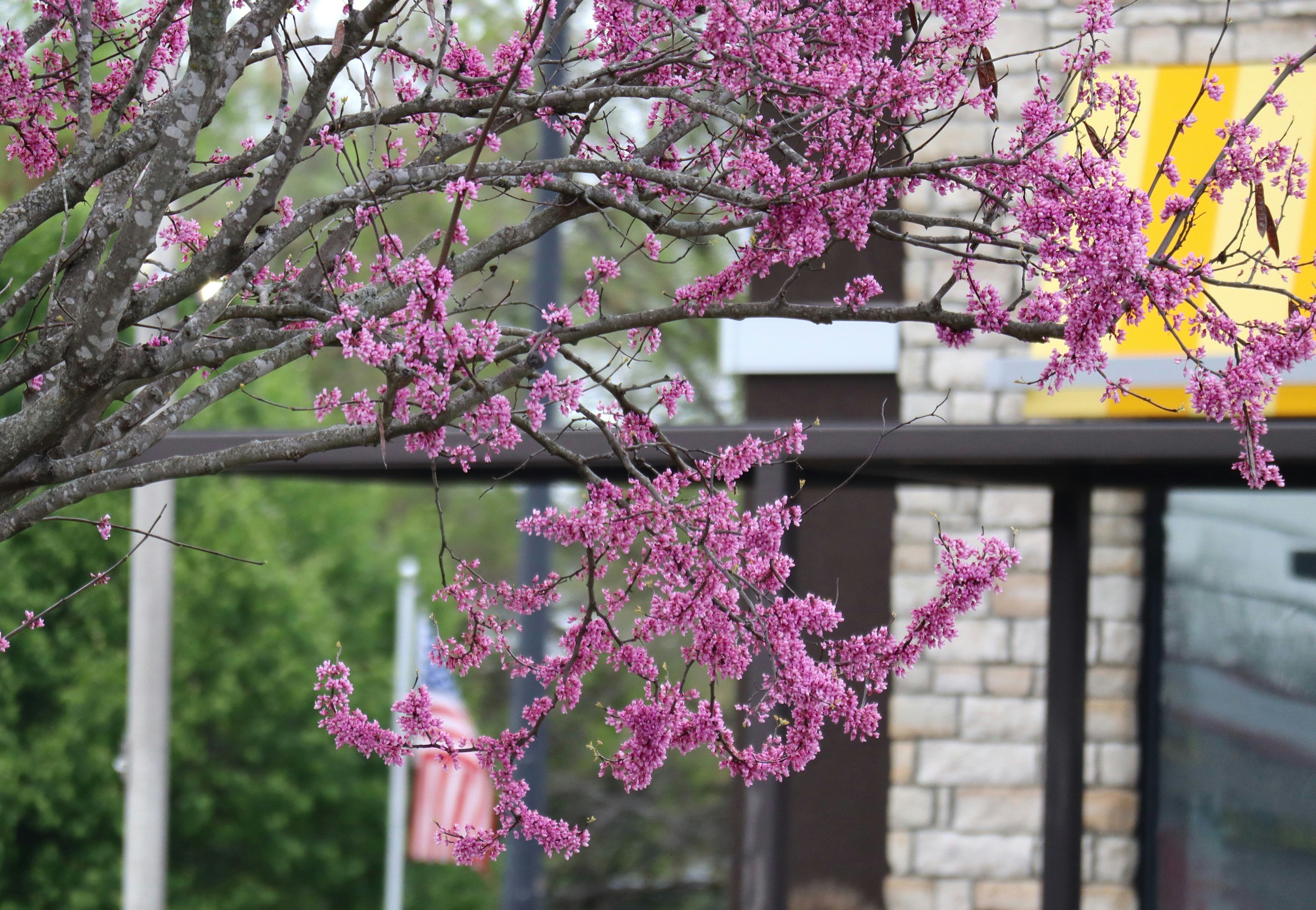 Pink Blossom Framing the Urban Facade