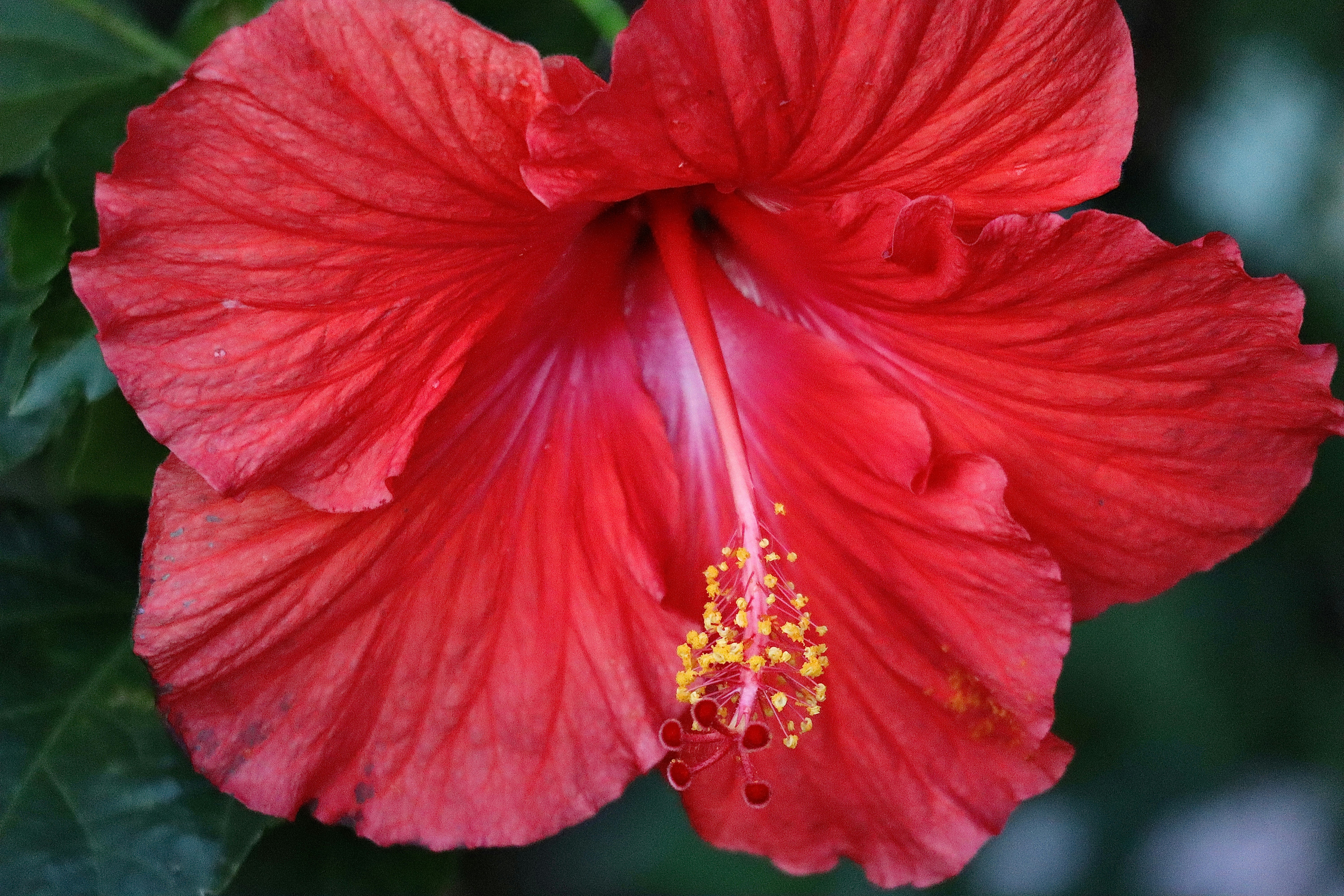Crimson Hibiscus Close-Up: Velvet Petals and Golden Stamen in Focus