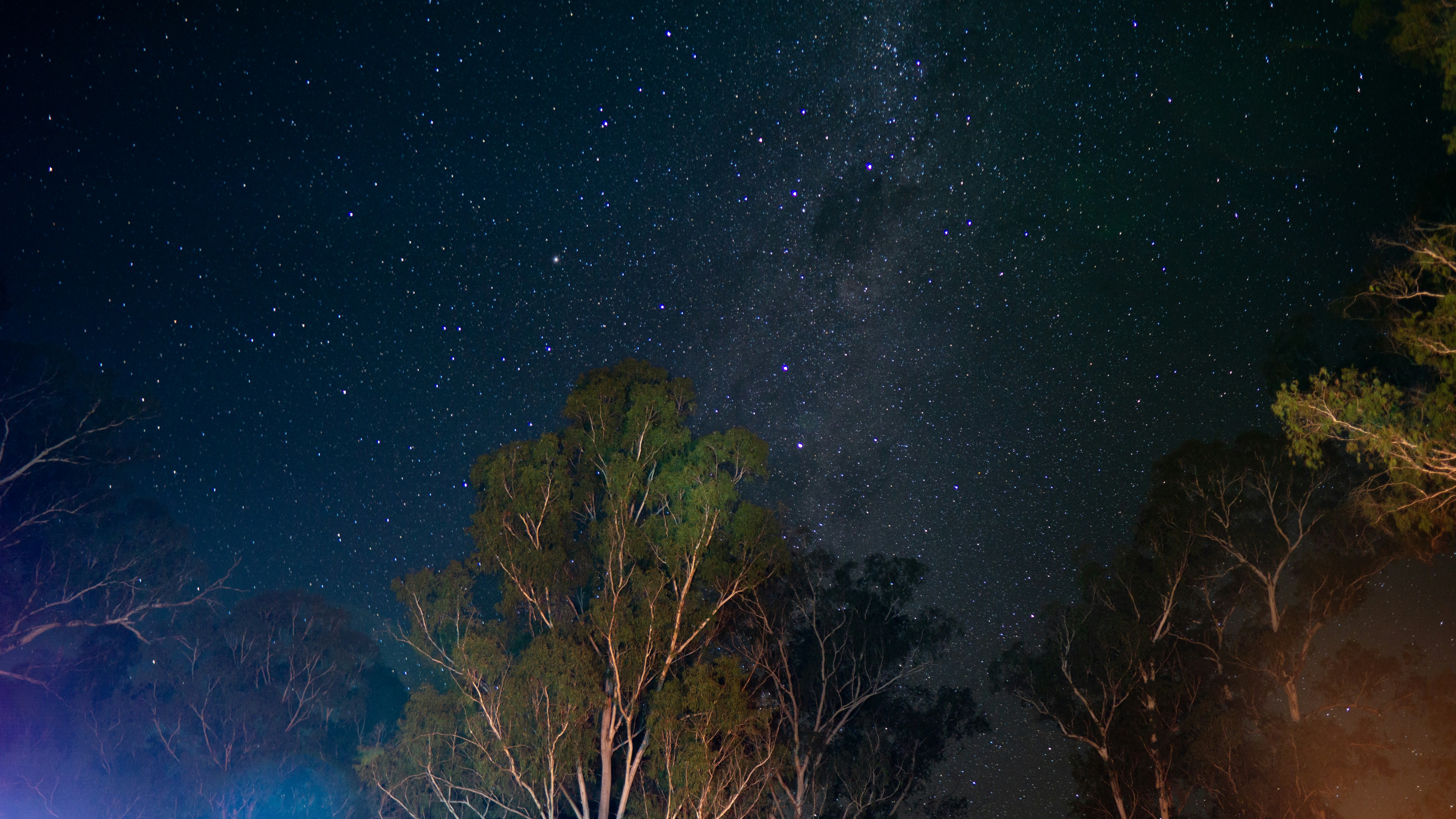 The night sky is filled with stars and trees photo – Free Milky way ...