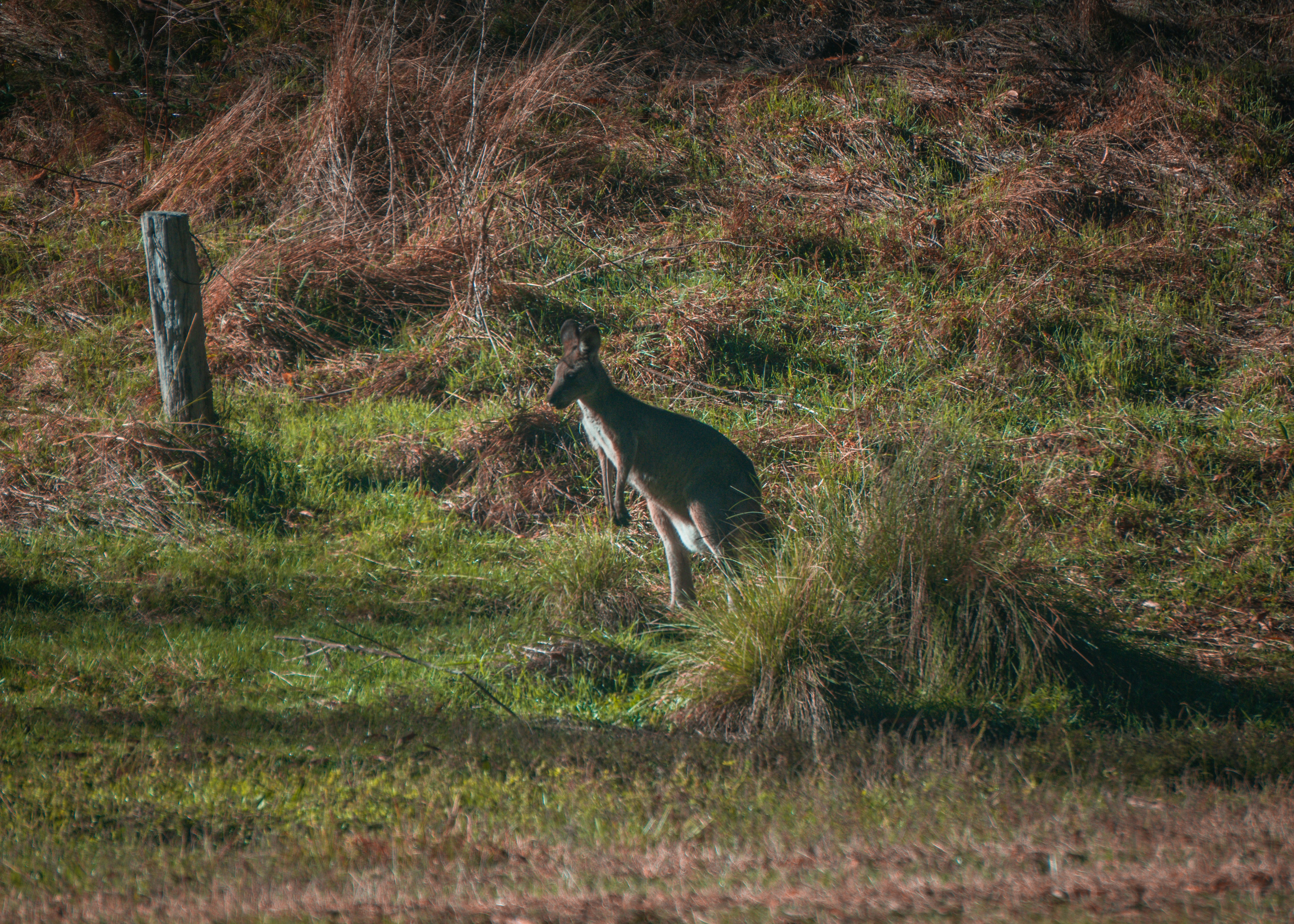 Quiet Grazing Watcher in the Meadow