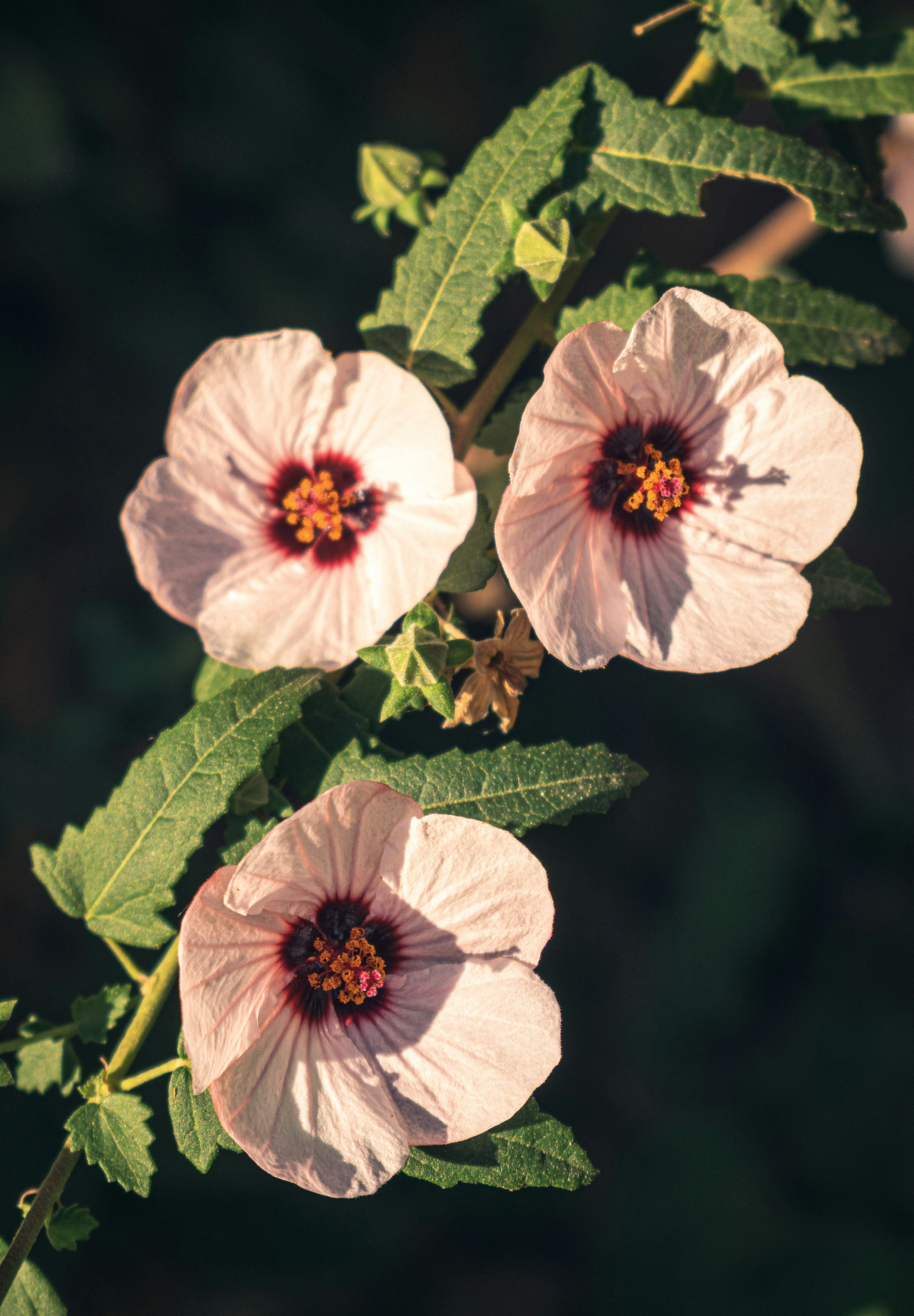 Three pale hibiscus blooms along a sunlit stem