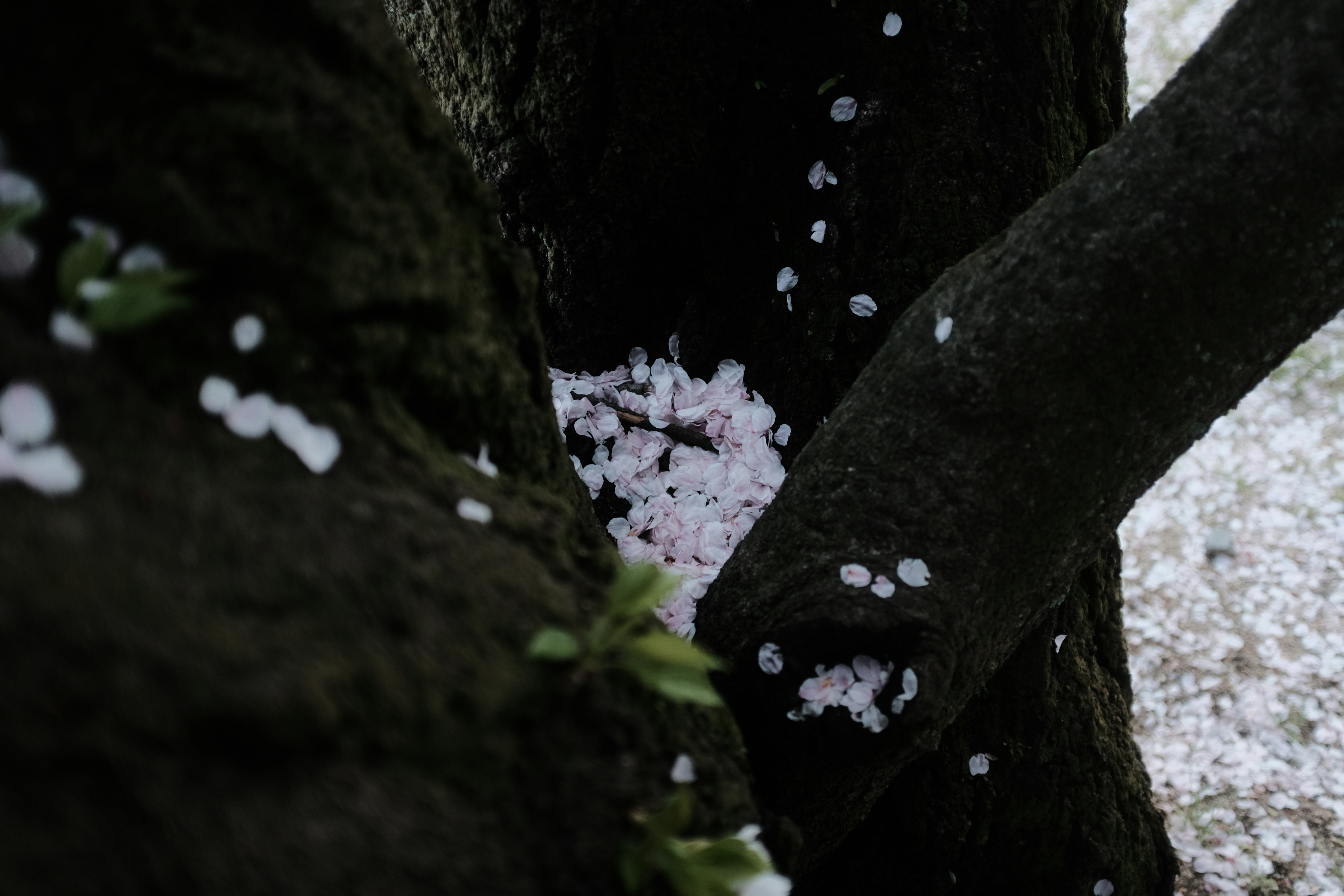 Petals in the Shadowed Fork: Pink Quietude Between Dark Trunks