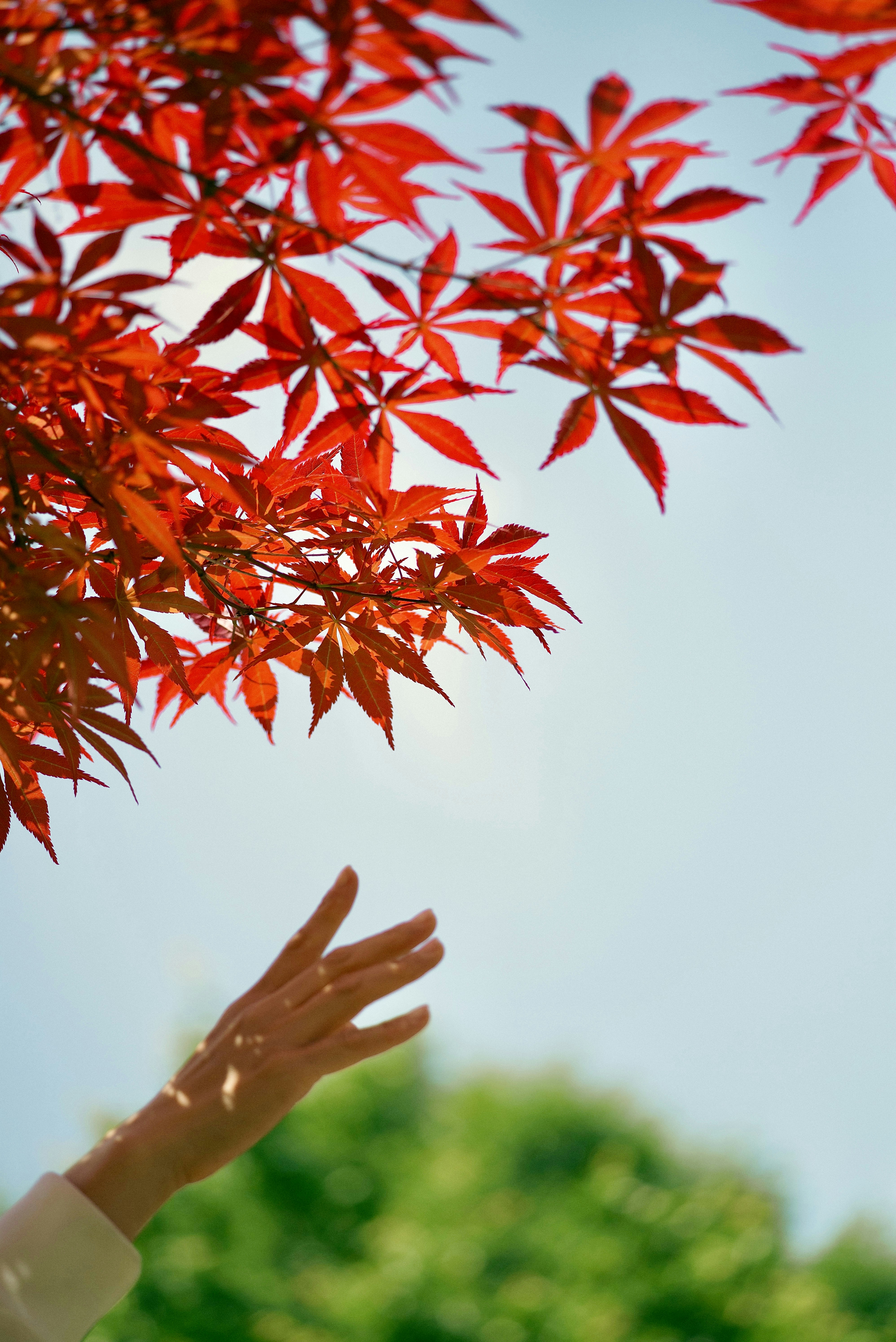 Crimson Maple Canopy Against a Pale Sky