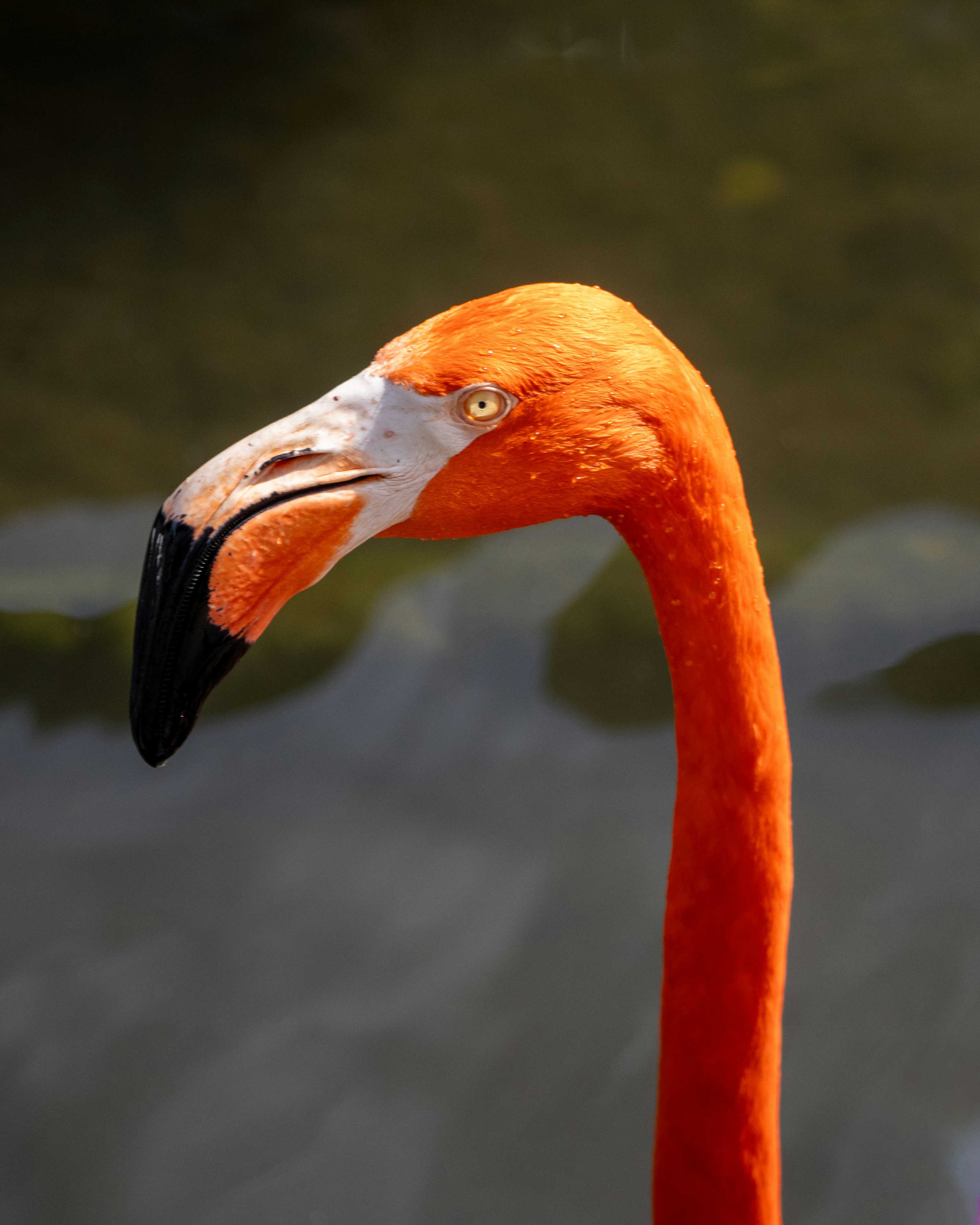 30,000+ Flamingo Bird Pictures | Download Free Images on Unsplash