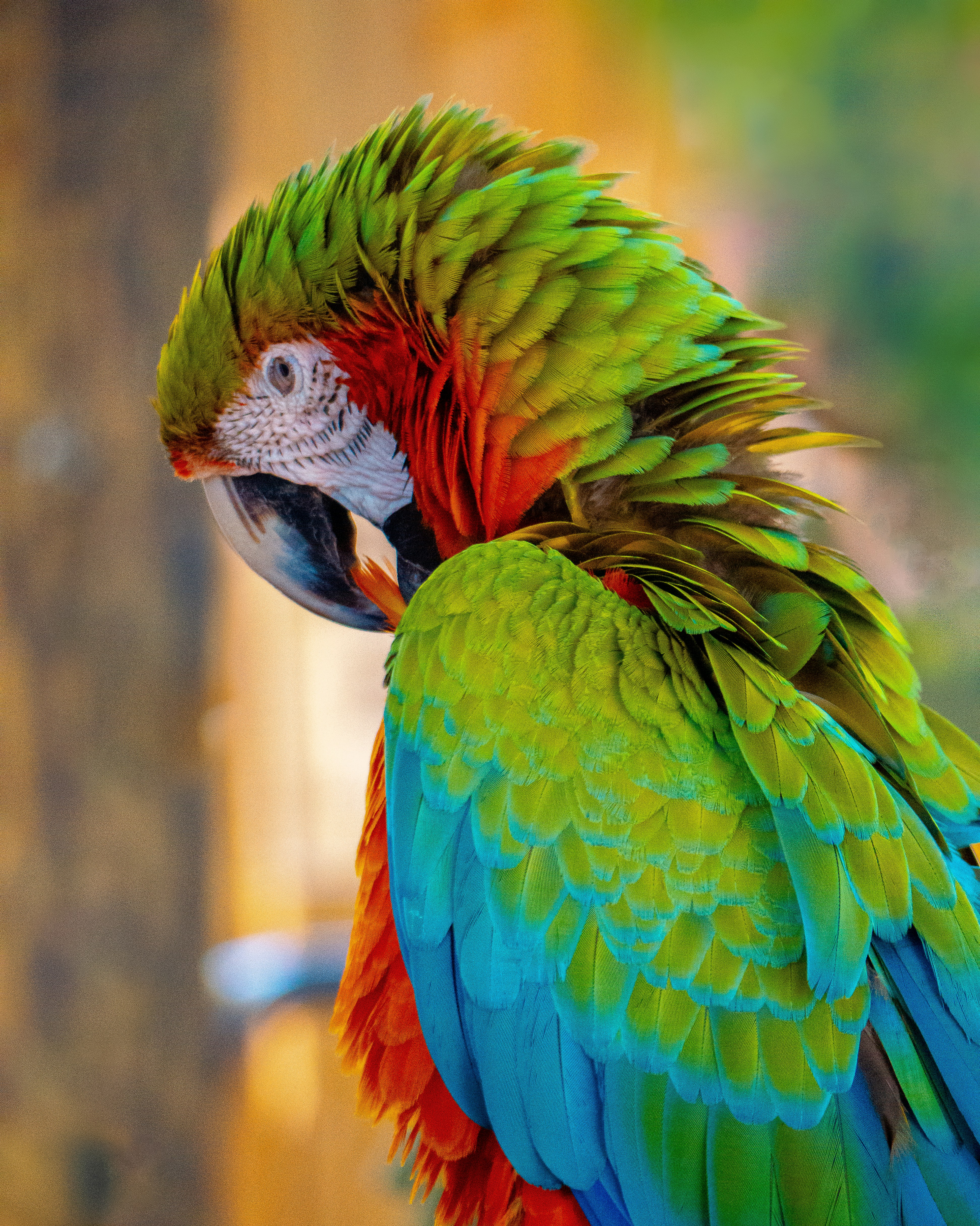 a colorful parrot sitting on top of a tree branchAlvin David