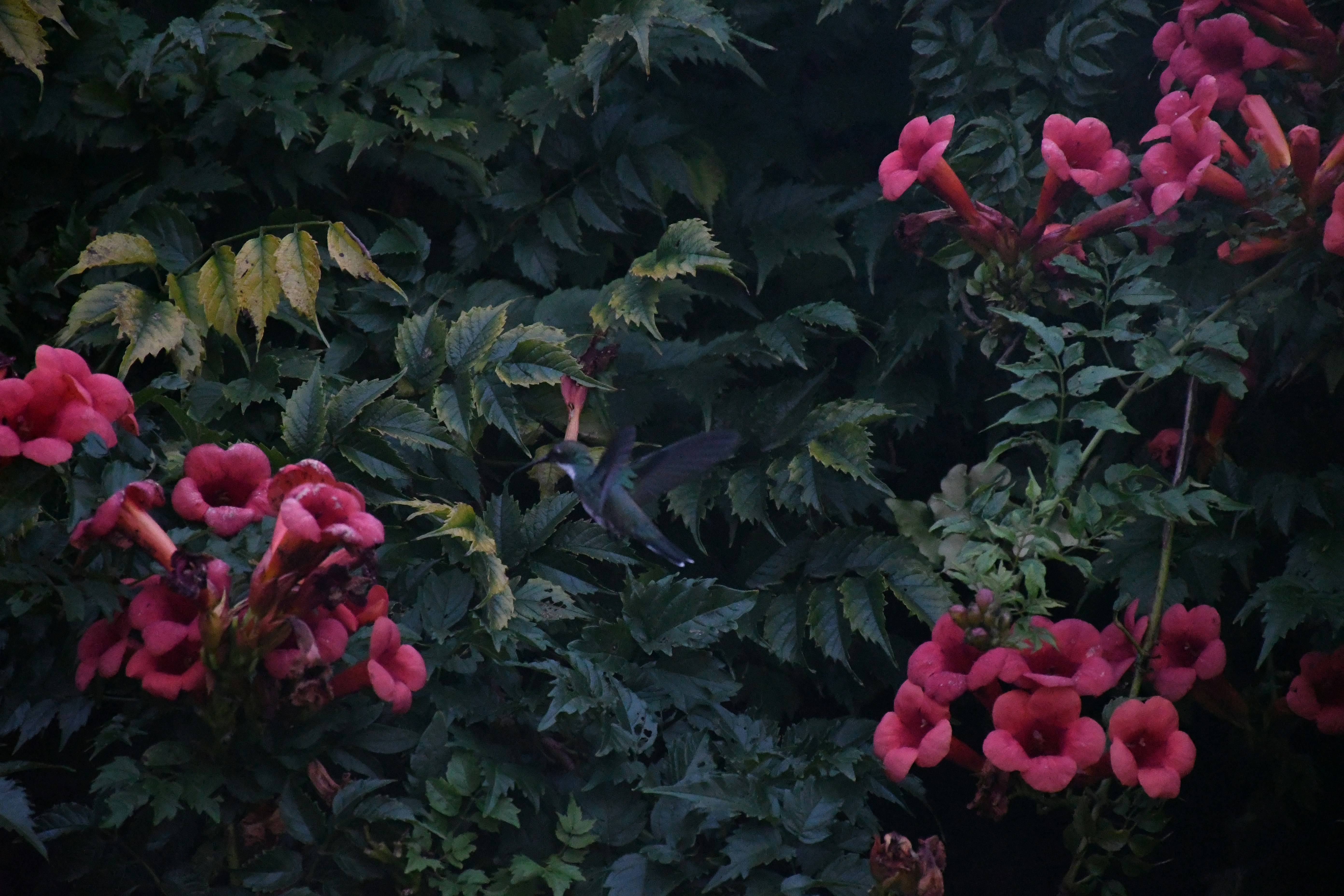 Crimson Begonias Nestled in Shadowed Foliage