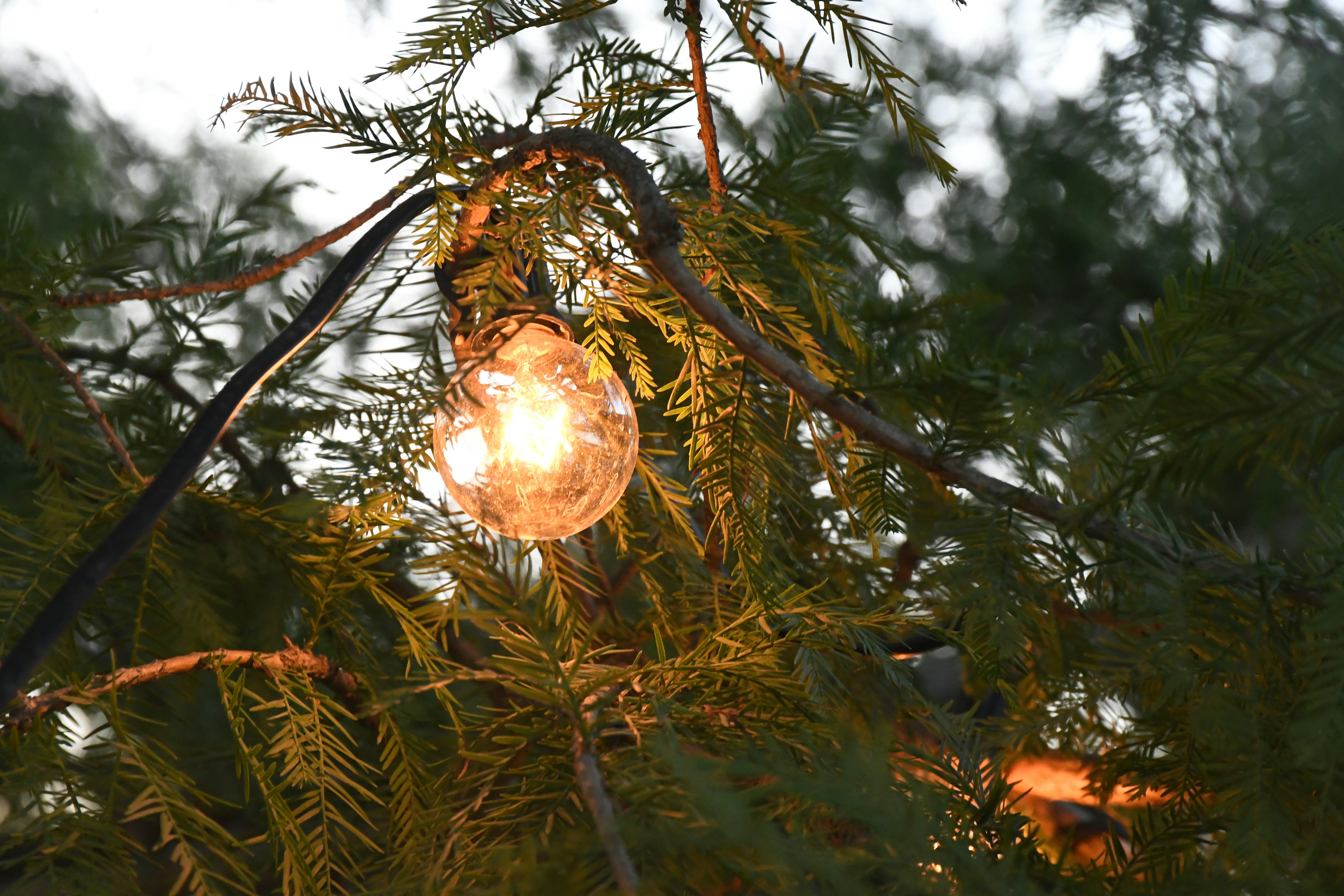 A light bulb hanging from a tree branch photo – Free Atlántida ...