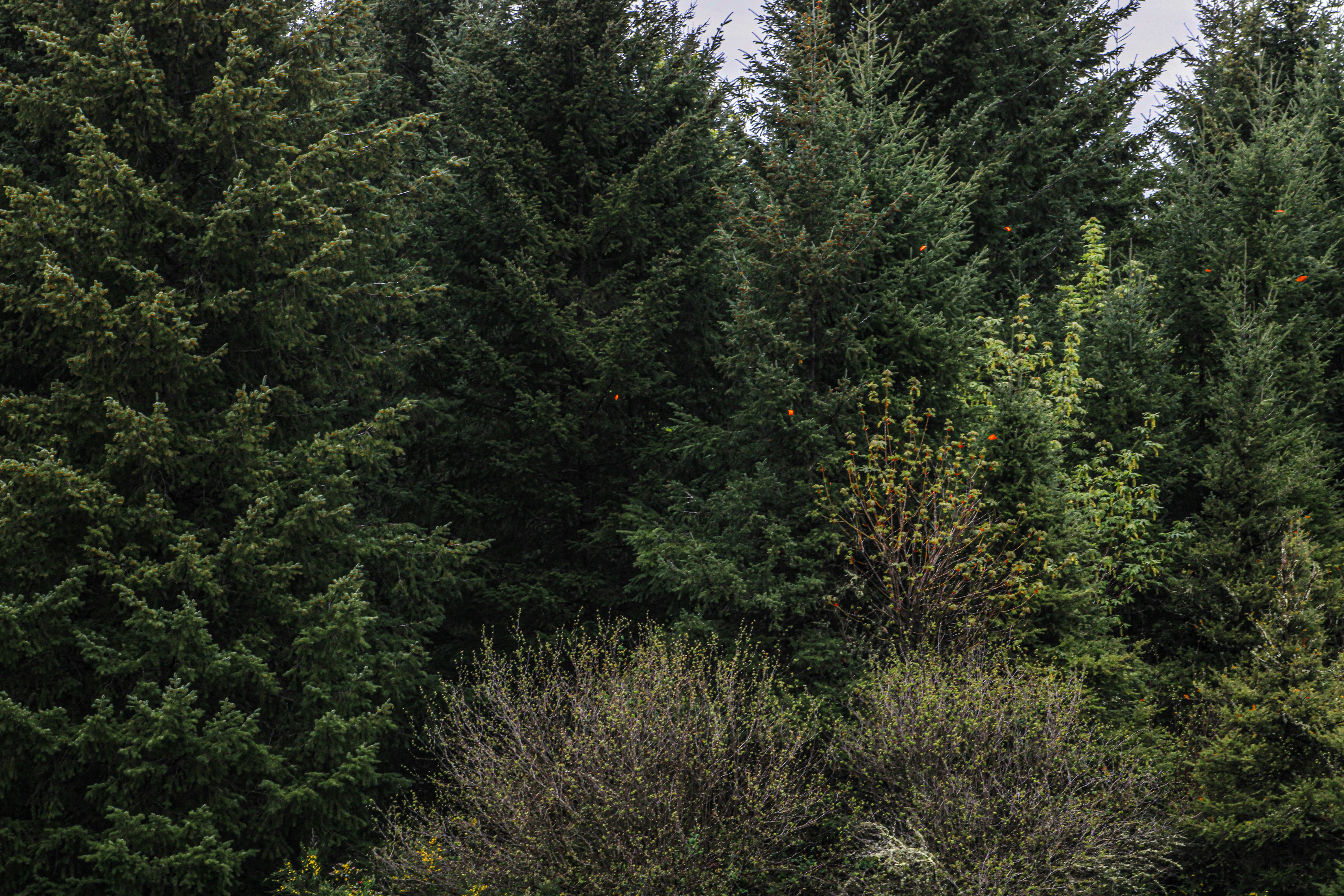 Quiet Conifer Cathedral in Autumn Hush