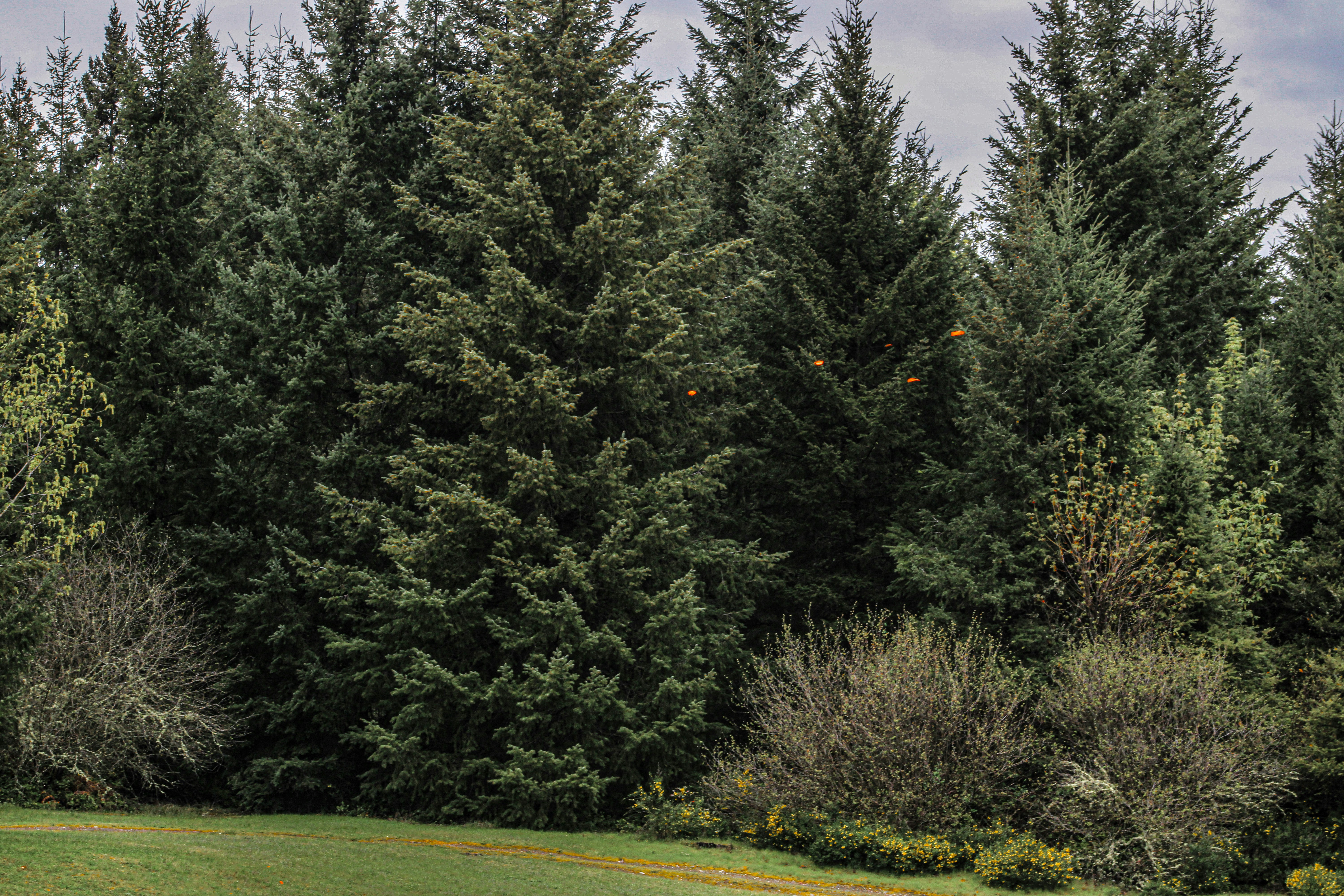 Pine Wall at the Meadow's Edge