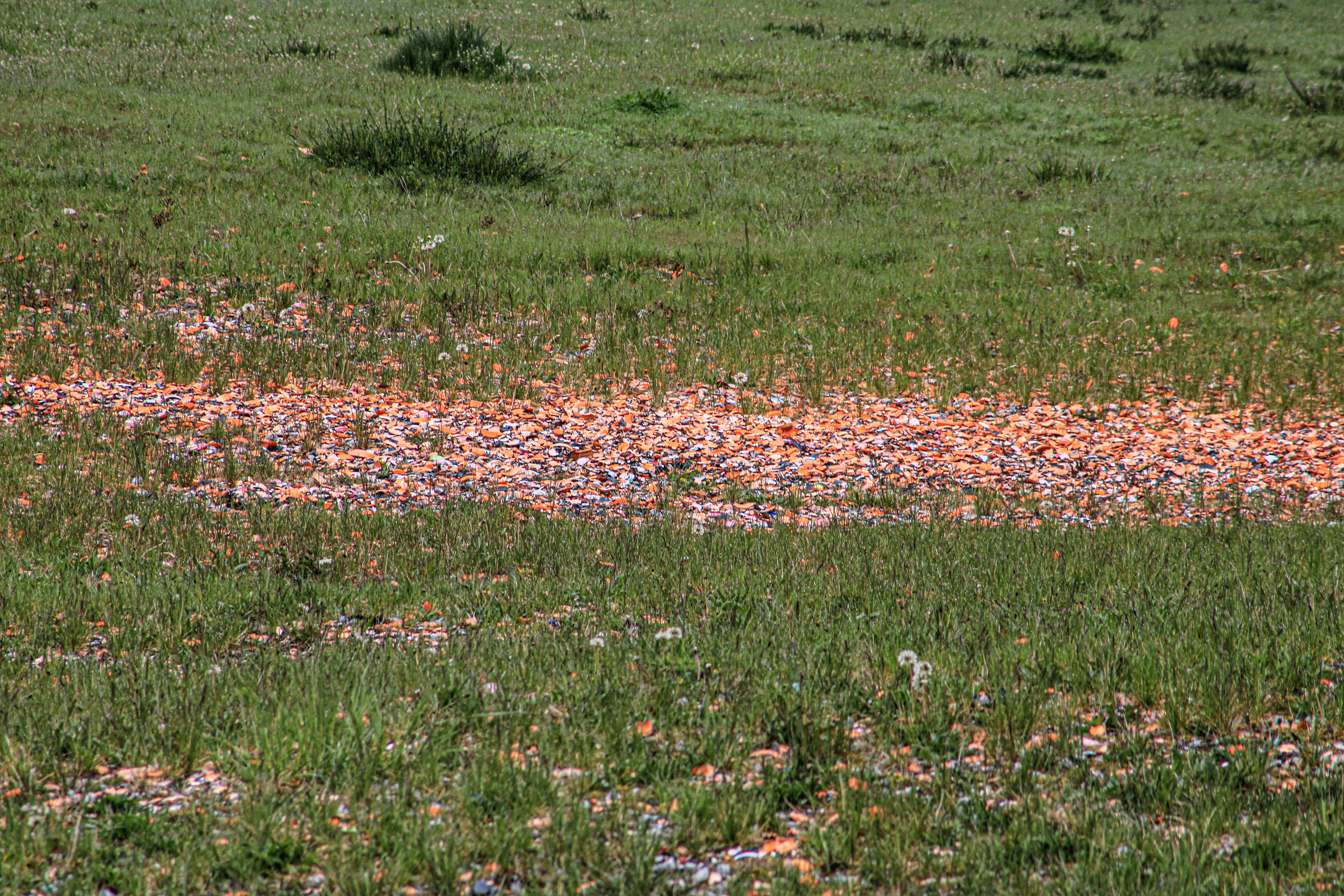 Ember Patch Across a Quiet Meadow