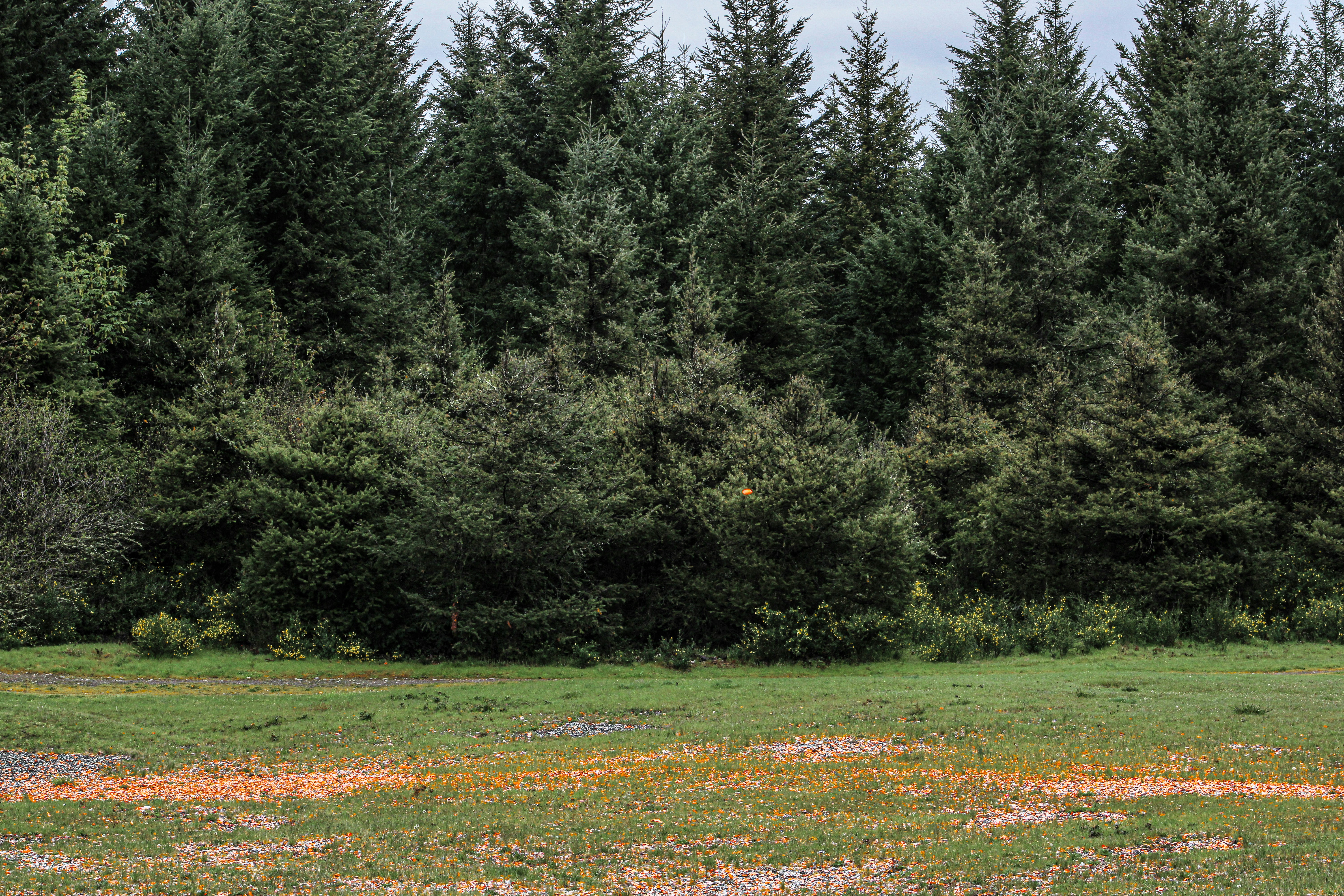 Amber Speck at the Meadow’s Edge