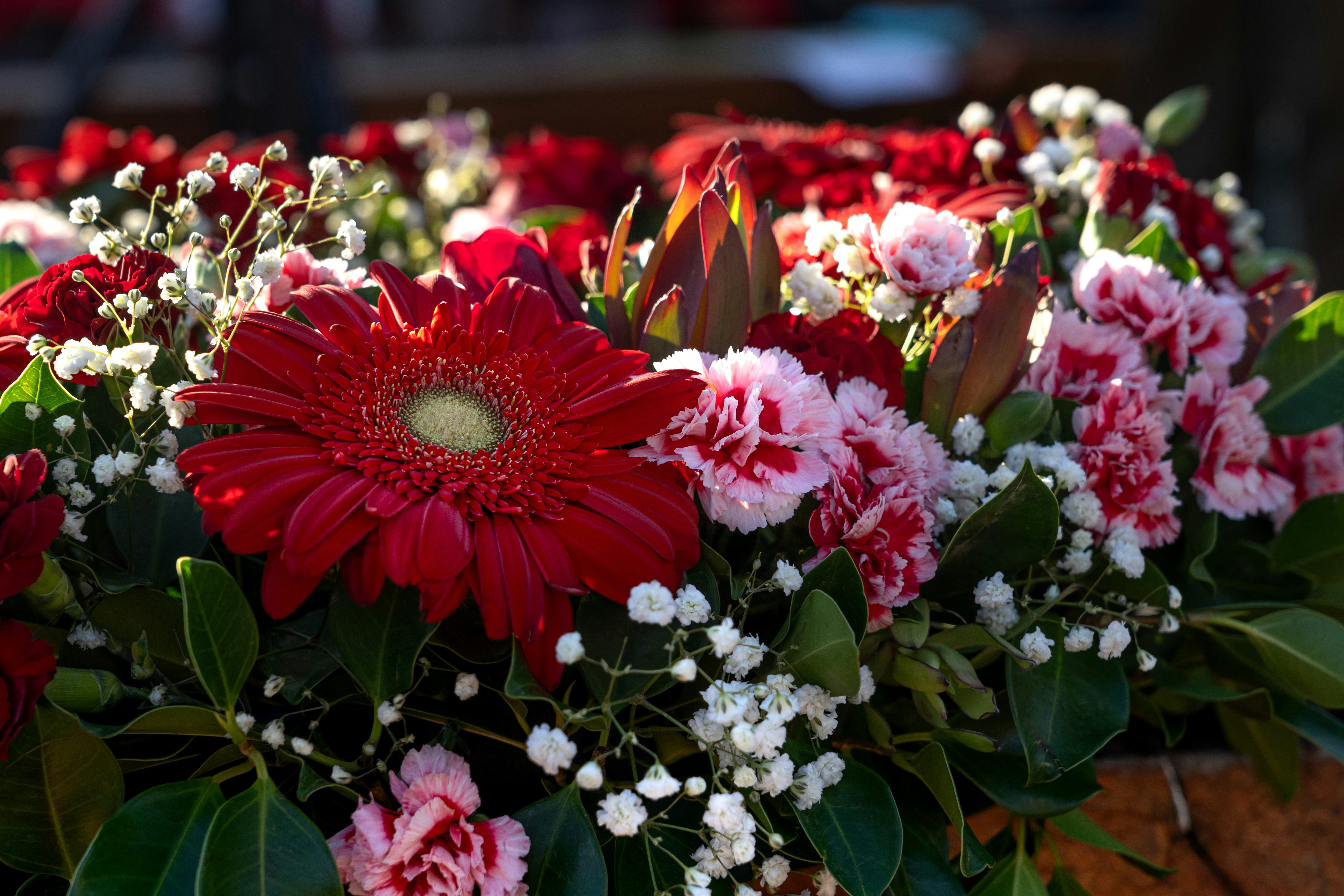 Vibrant arrangement of red gerbera daisies, pink carnations, and delicate baby’s breath, showcasing a harmonious blend of colors and textures.